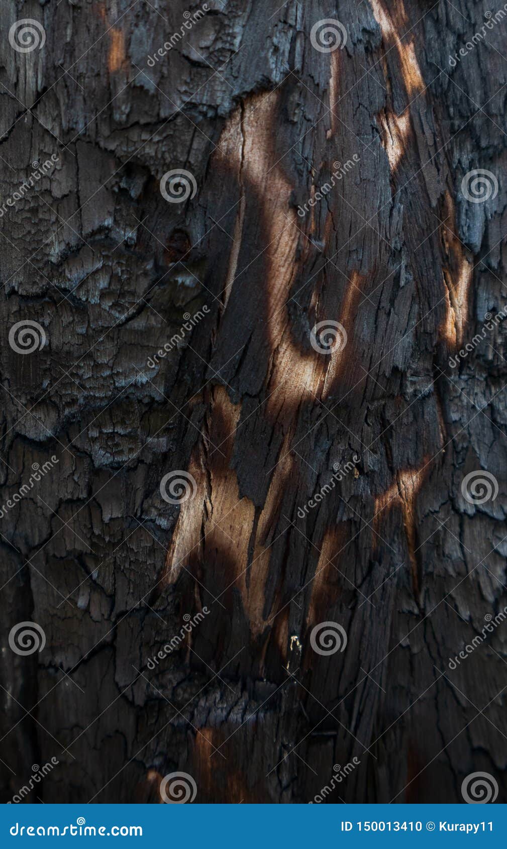 Texture of Bark of a Burned Tree. Stock Photo - Image of bark, backdrop ...