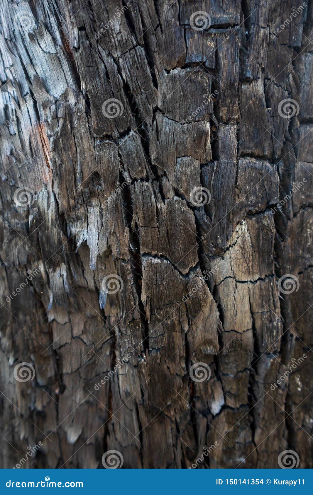 Texture of Bark of a Burned Tree. Stock Photo - Image of crack, burnt ...