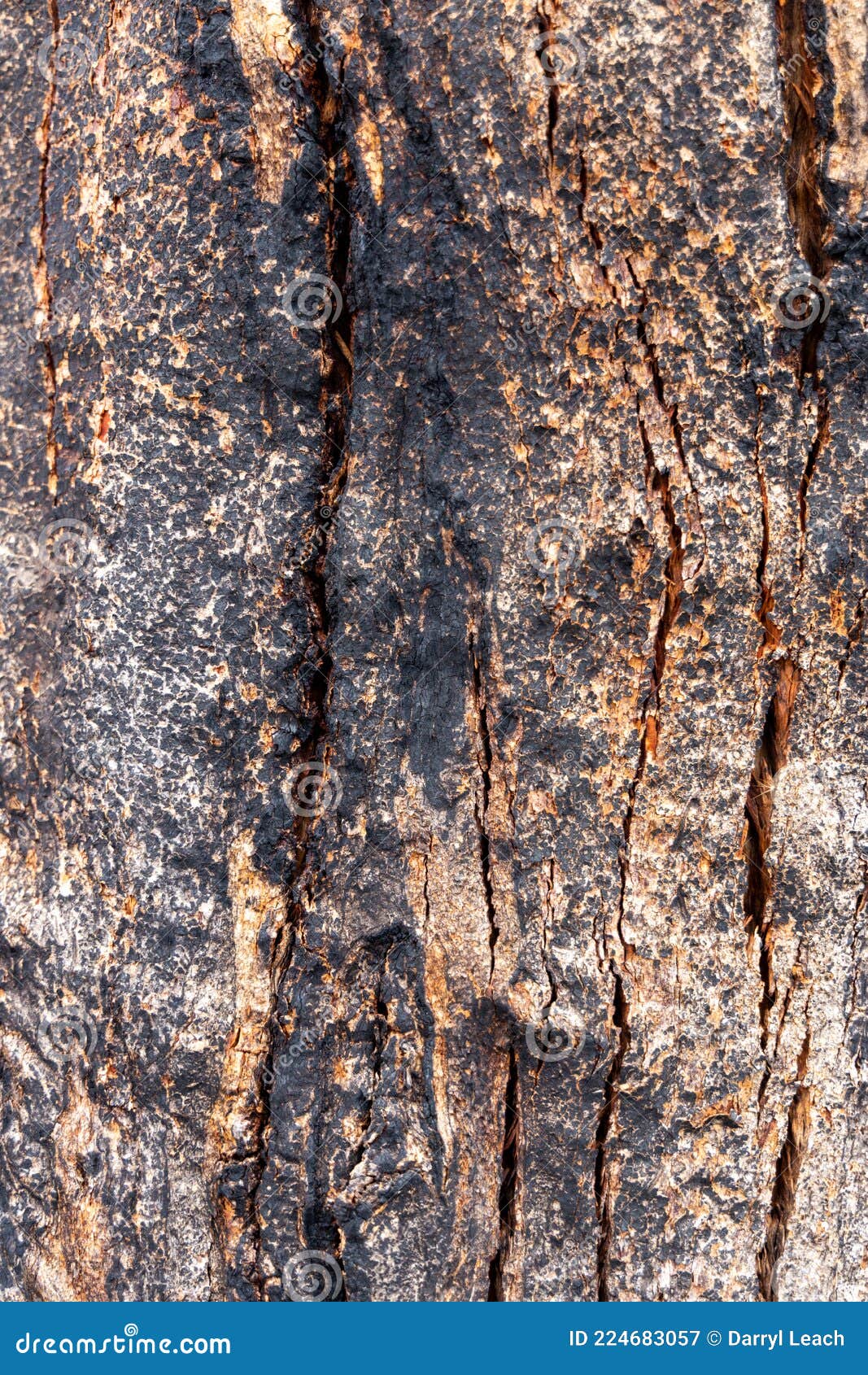 Texture of Bark on Burnt Trees after the Bush Fires on Kangaroo Island ...