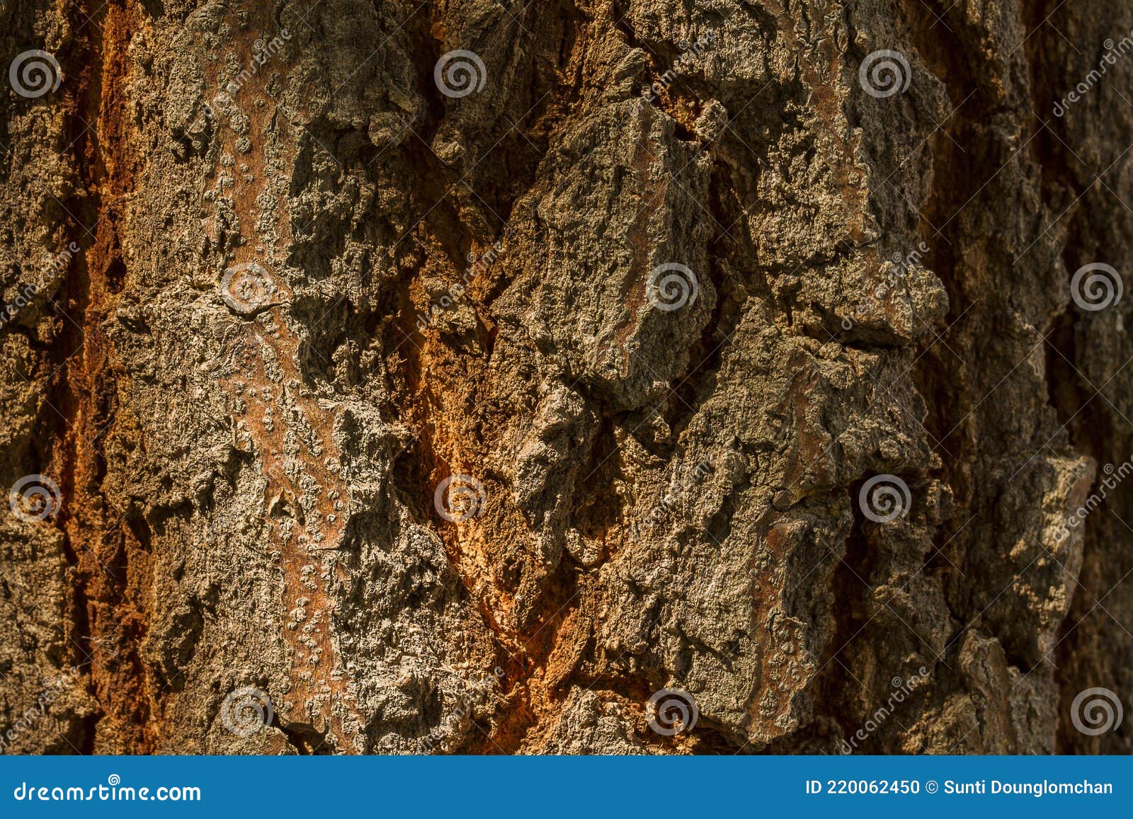 Bark Texture Pattern Background,Bark of the Tree,Cracking of Tree Bark ...