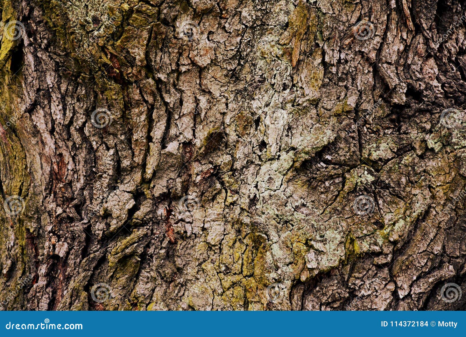 Deciduous Tree Trunk Bark Texture And Structure Royalty-Free Stock ...