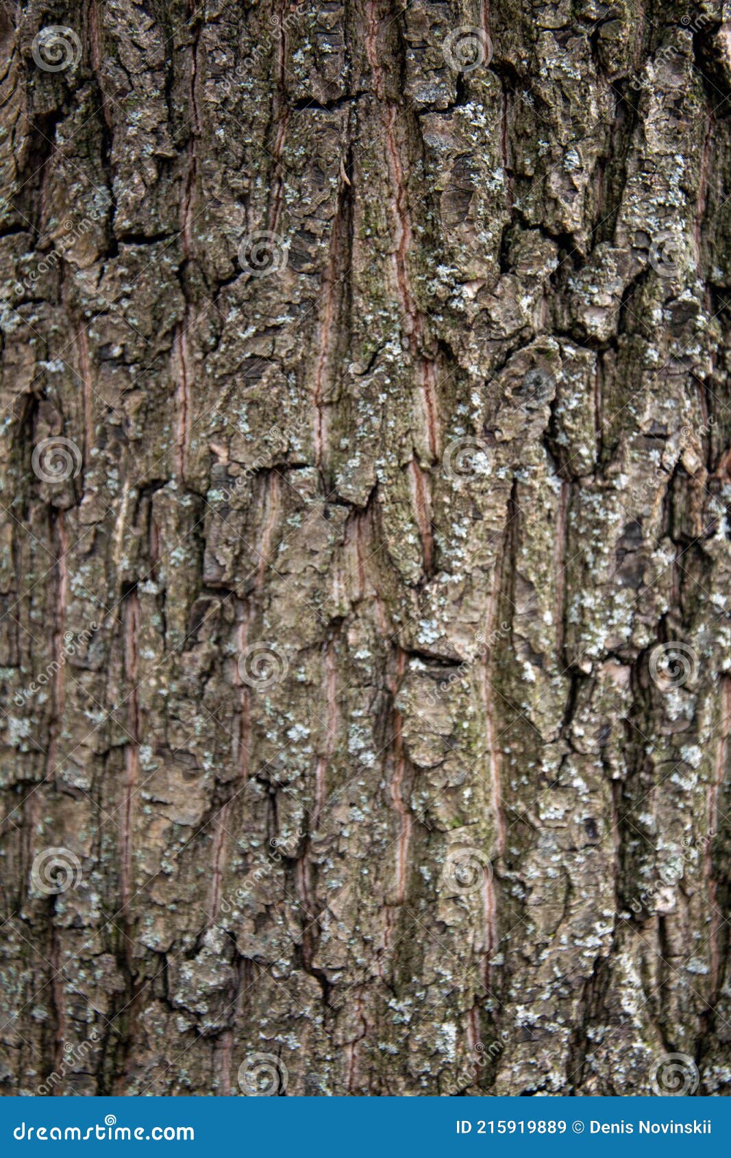 The Bark Of Deciduous Tree Royalty-Free Stock Photography ...