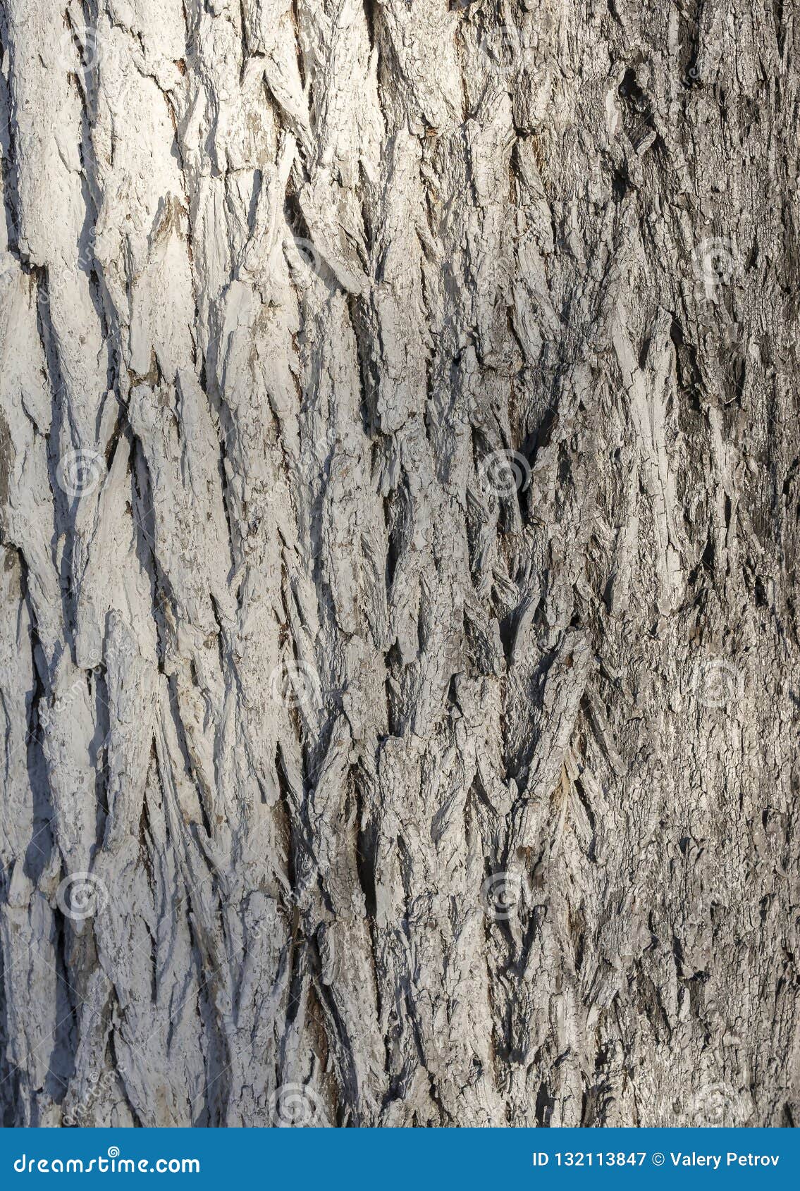 Texture of the Bark of an Elm Tree Painted White with Lime Stock Image ...