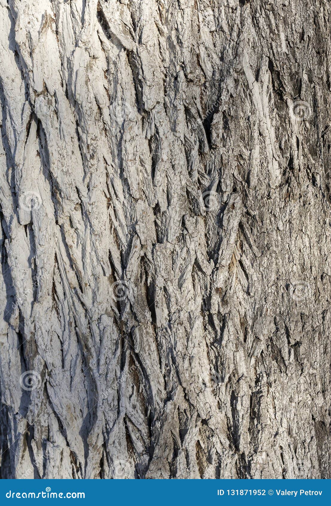 Texture of the Bark of an Elm Tree Painted White with Lime Stock Photo ...