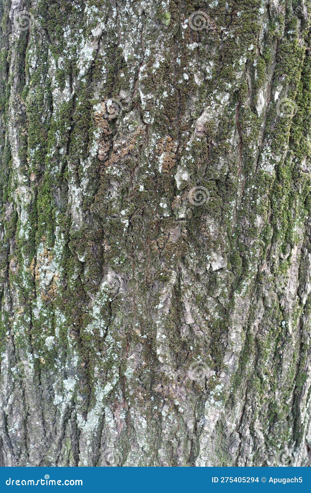 Texture of Bark of European White Elm Covered with Dry Moss and Lichen ...