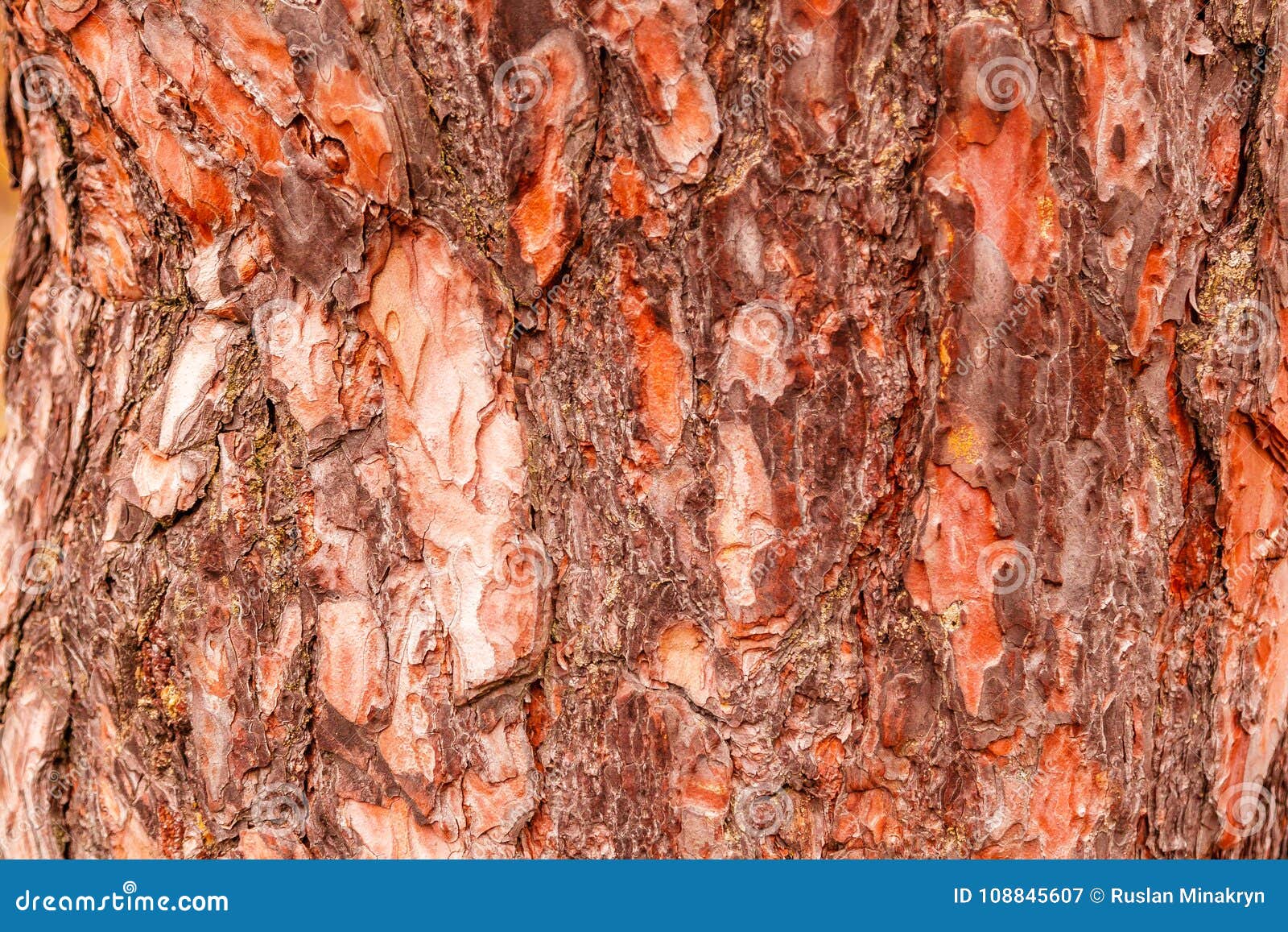 Texture of Bark of a Fir Tree Stock Image - Image of brown, abstract ...