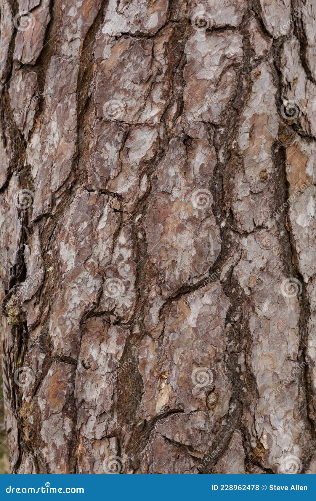 Texture - Bark of a Fir Tree Stock Photo - Image of bark, tree: 228962478