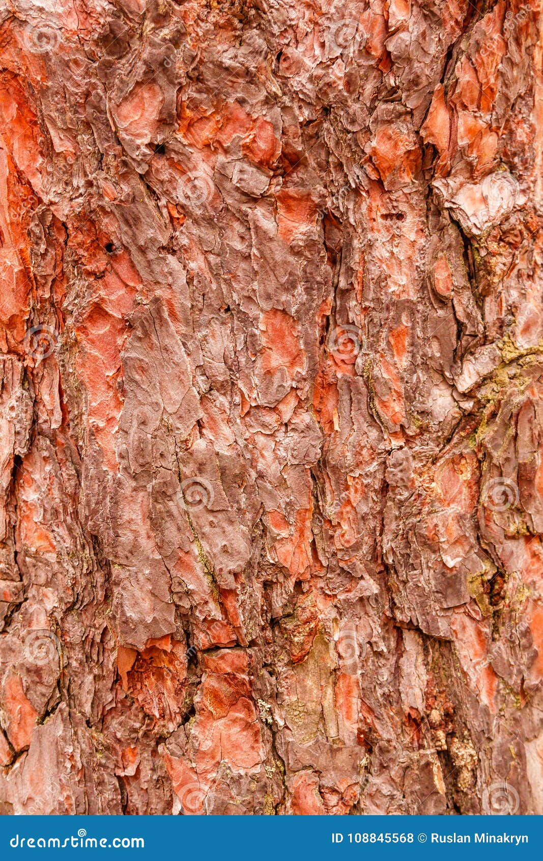 Texture of Bark of a Fir Tree Stock Photo - Image of forest, pattern ...