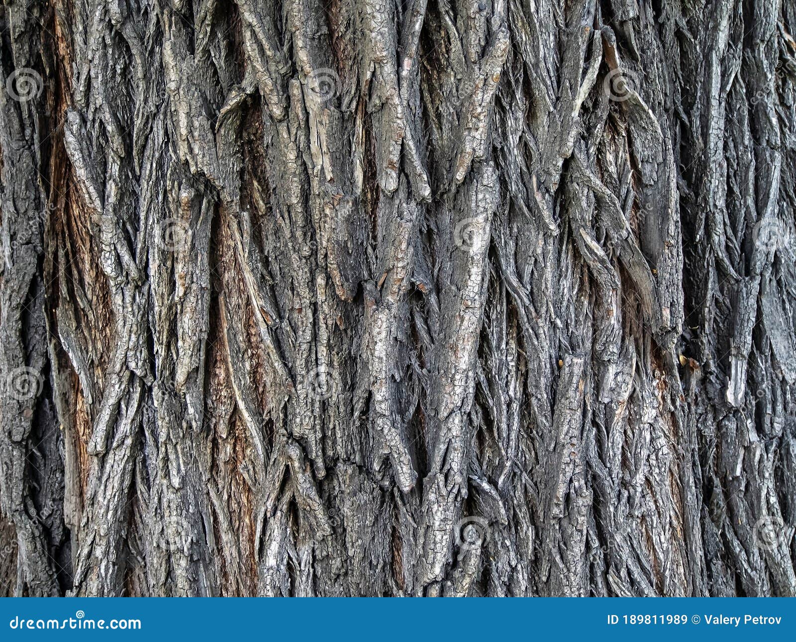Texture of the Bark of a Large Old Elm Stock Image - Image of botany ...