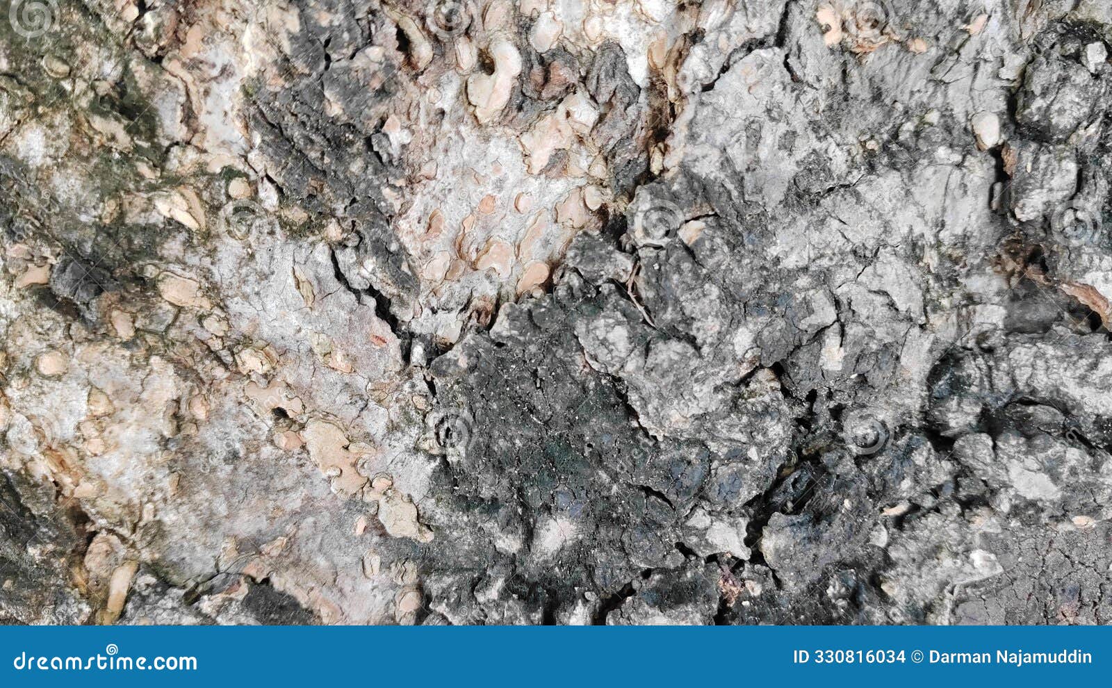 Texture of the Bark Mango Tree Stock Photo - Image of granite, asphalt ...