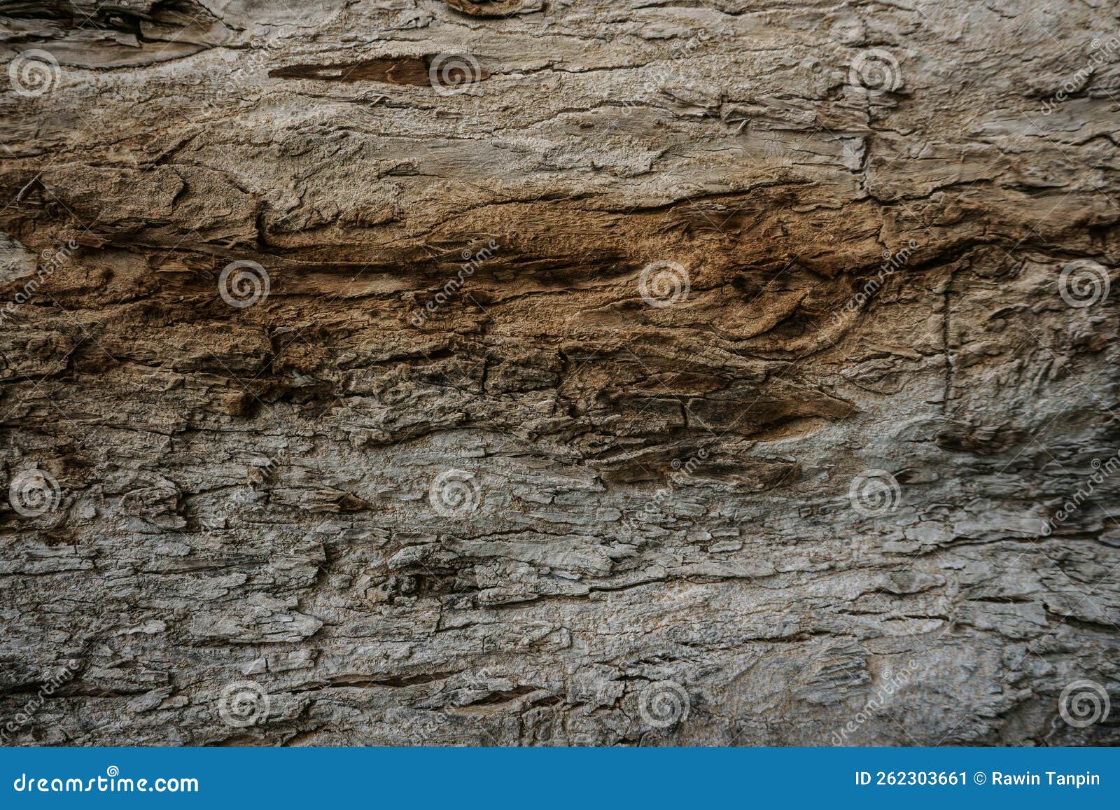 Texture of Bark in the Natural Park,tree Texture Abstract for ...