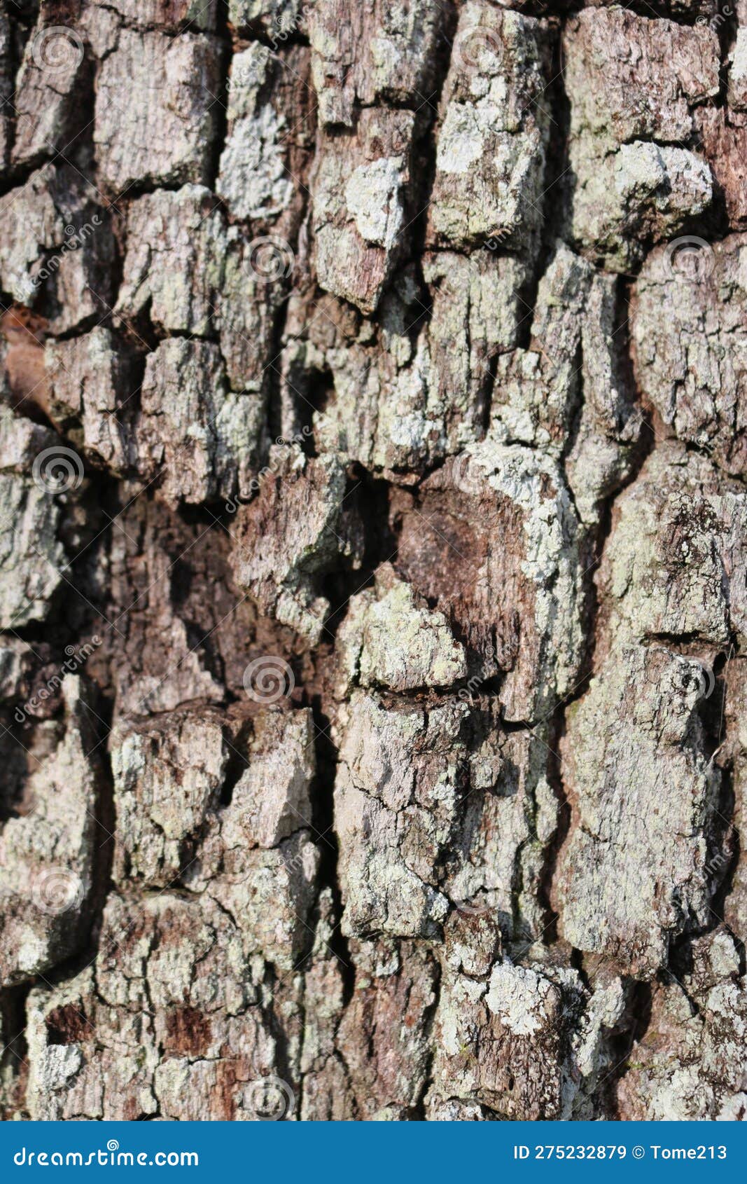 The Texture of Bark in an Oak Tree Stock Image - Image of textured ...