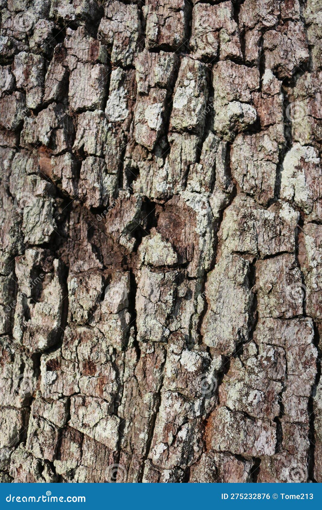 The Texture of Bark in an Oak Tree Stock Photo - Image of organic ...