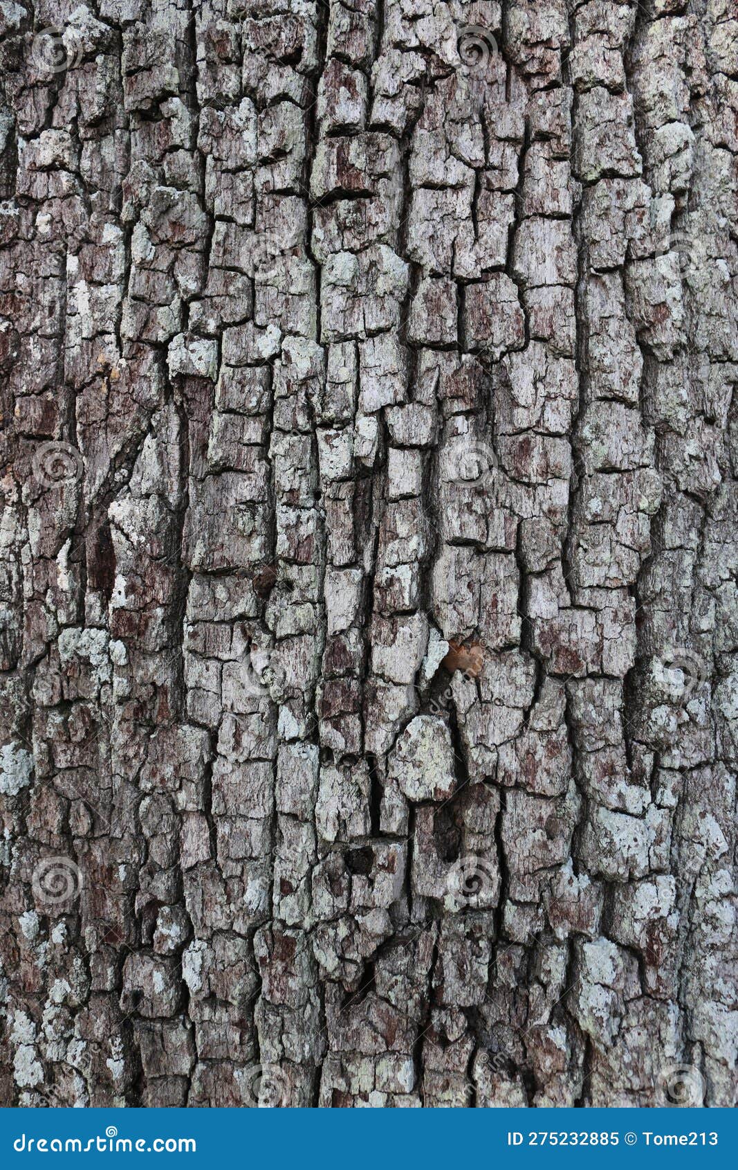 The Texture of Bark in an Oak Tree Stock Image - Image of organic ...