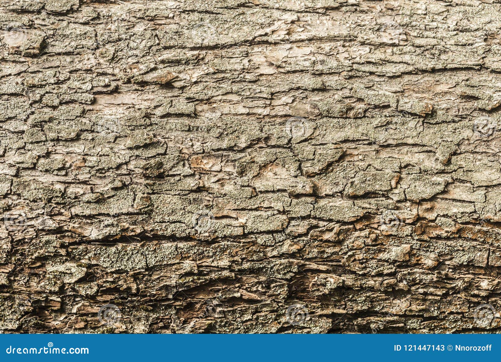 The Texture of the Bark of the Old Apple Tree, Close-up Abstract ...