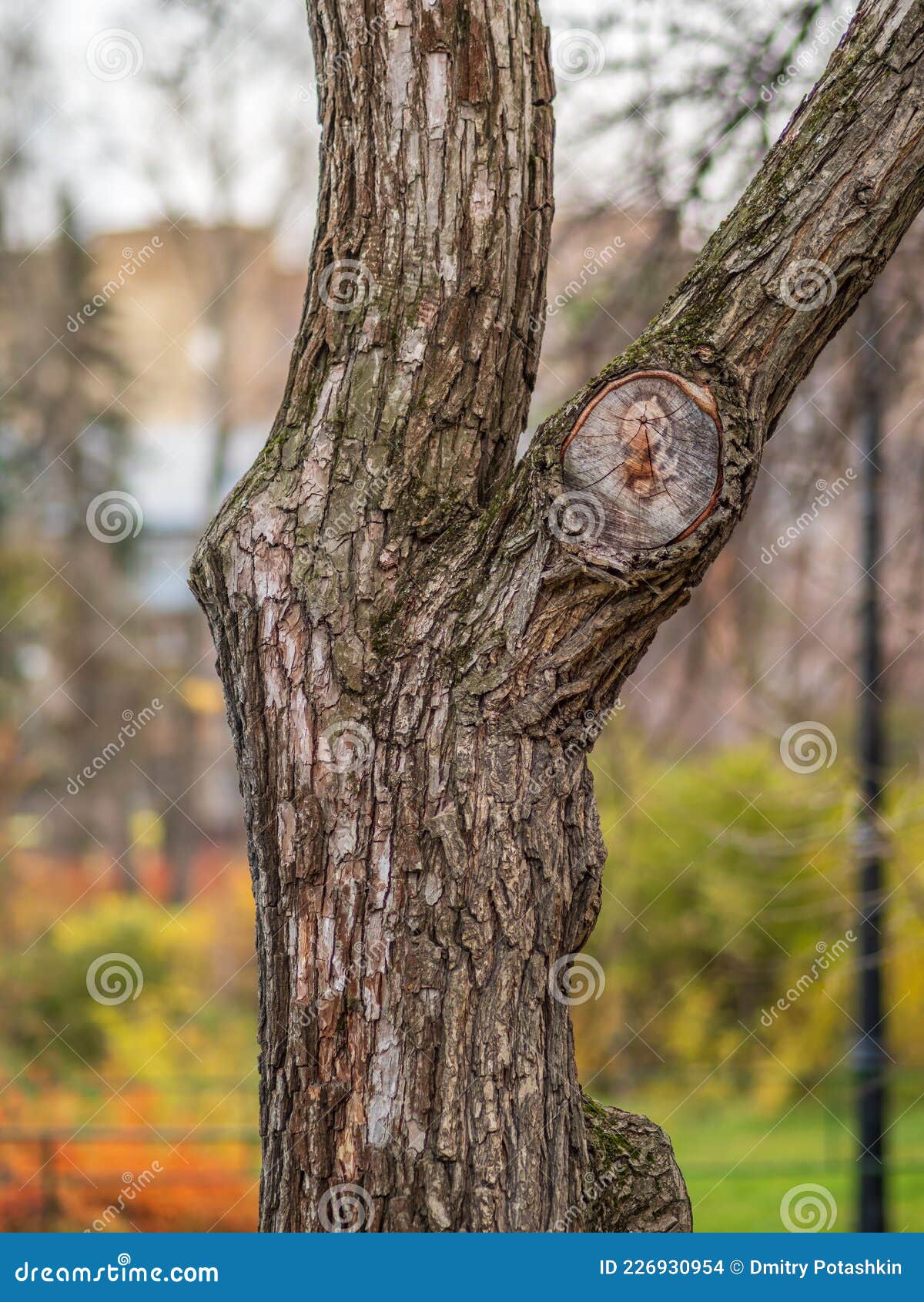 The Texture of the Bark of an Old Apple Tree. Detailed Bark Texture ...