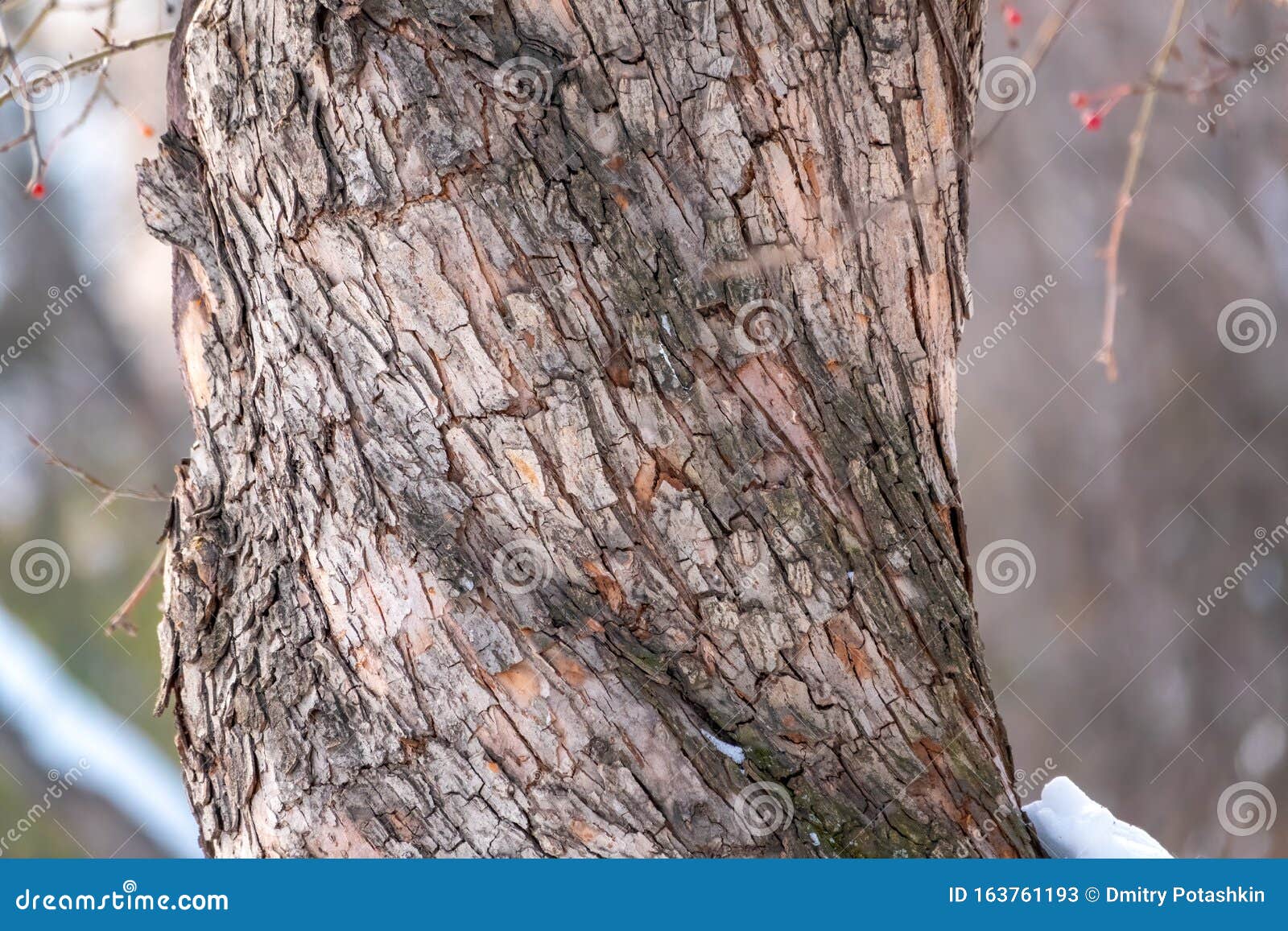 The Texture of the Bark of an Old Apple Tree Stock Image - Image of ...