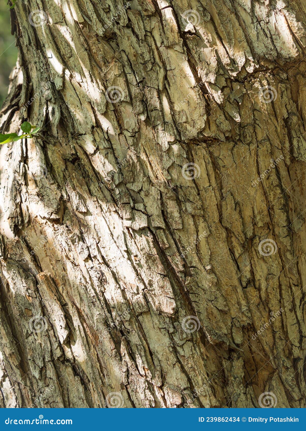 The Texture of the Bark of an Old Apple Tree Stock Photo - Image of ...