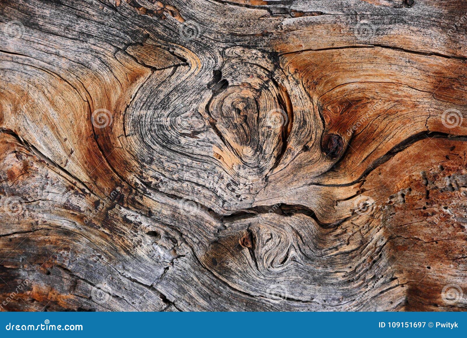 Texture of Bark of Old Juniper. Stock Image - Image of curve, trunk ...