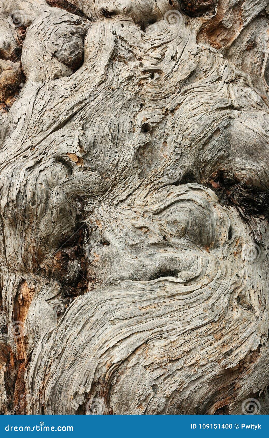 Texture of Bark of Old Juniper. Stock Photo - Image of closeup ...