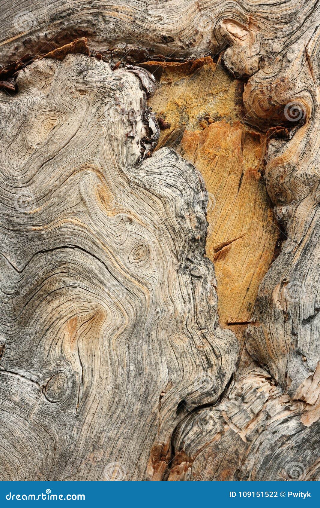 Texture of Bark of Old Juniper. Stock Photo - Image of thick, design ...