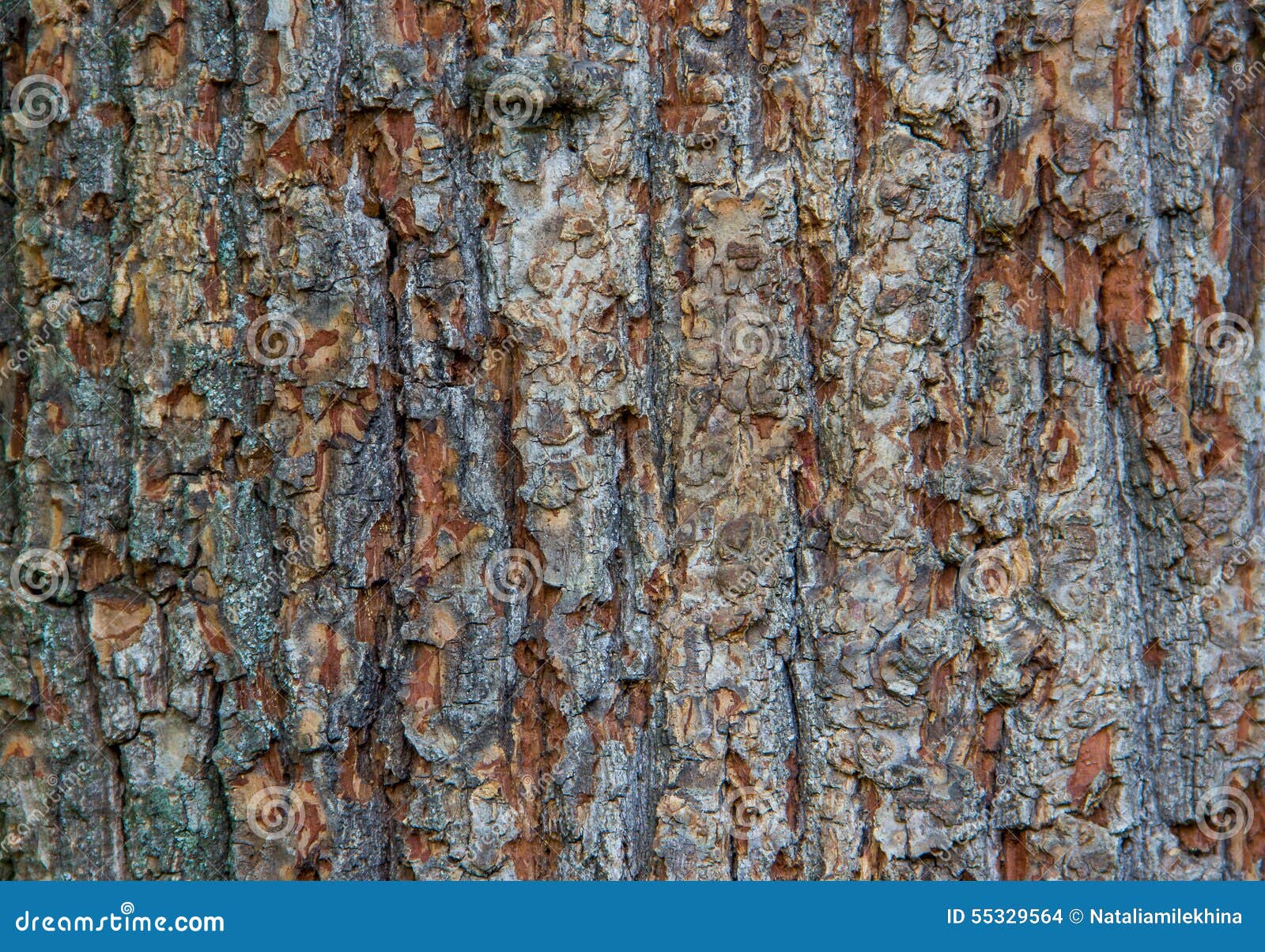 Texture - a Bark of an Old Oak. Wood Tree Background Pattern Stock ...