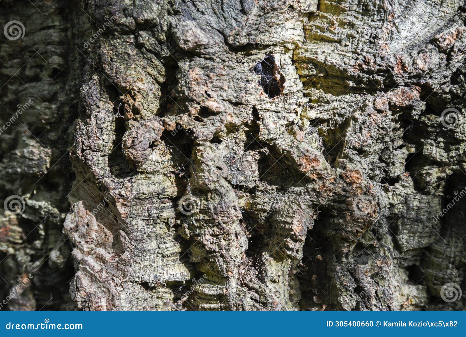 The Texture of the Bark of an Old Rubber Tree Stock Photo - Image of ...