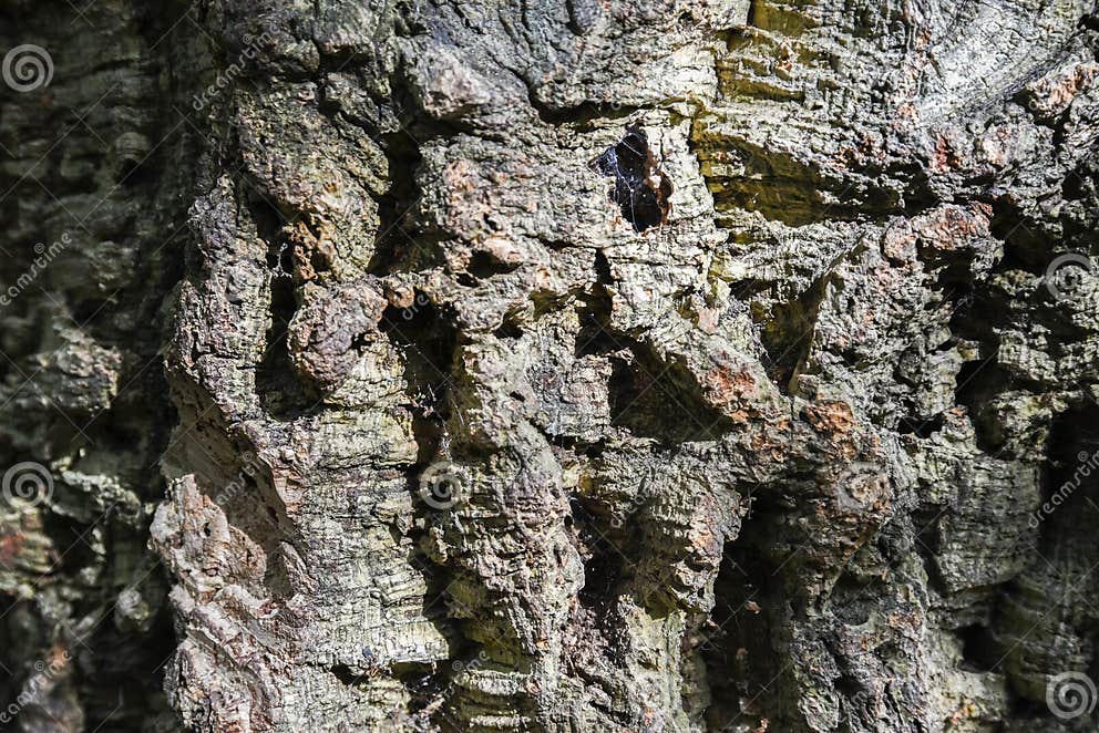The Texture of the Bark of an Old Rubber Tree Stock Photo - Image of ...