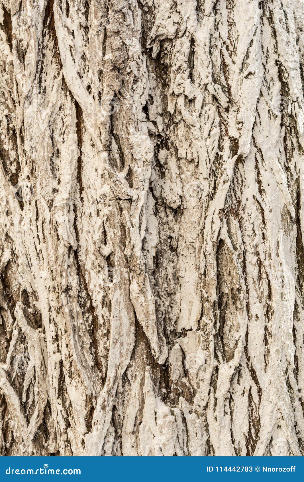 The Texture of Bark, Old Tree Bark Painted with Lime, Close-up Abstract ...