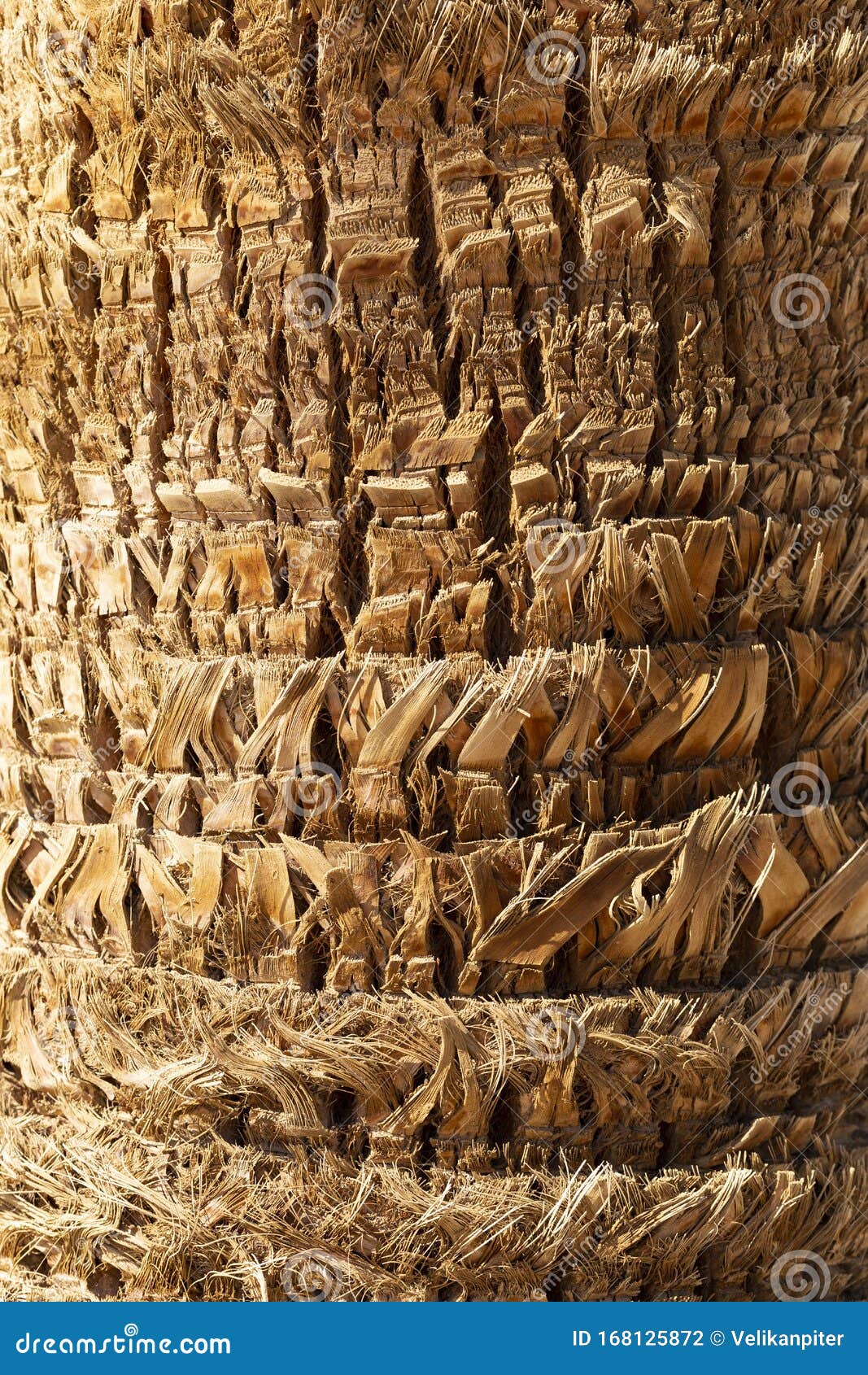 The Texture of the Bark of a Palm Plant. Stock Photo - Image of ...