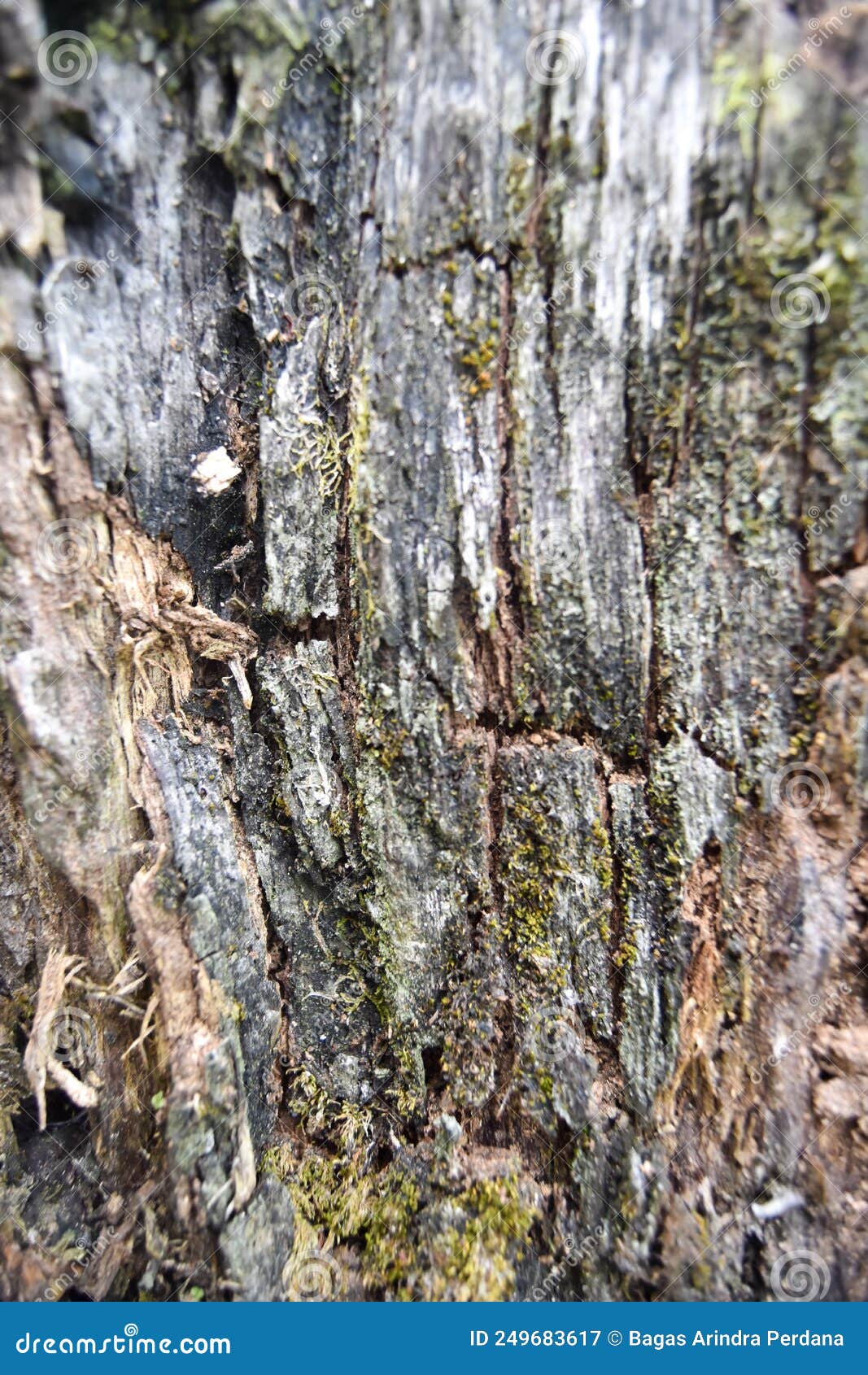The Texture of the Bark Peeling Off the Tree Trunk Stock Image - Image ...