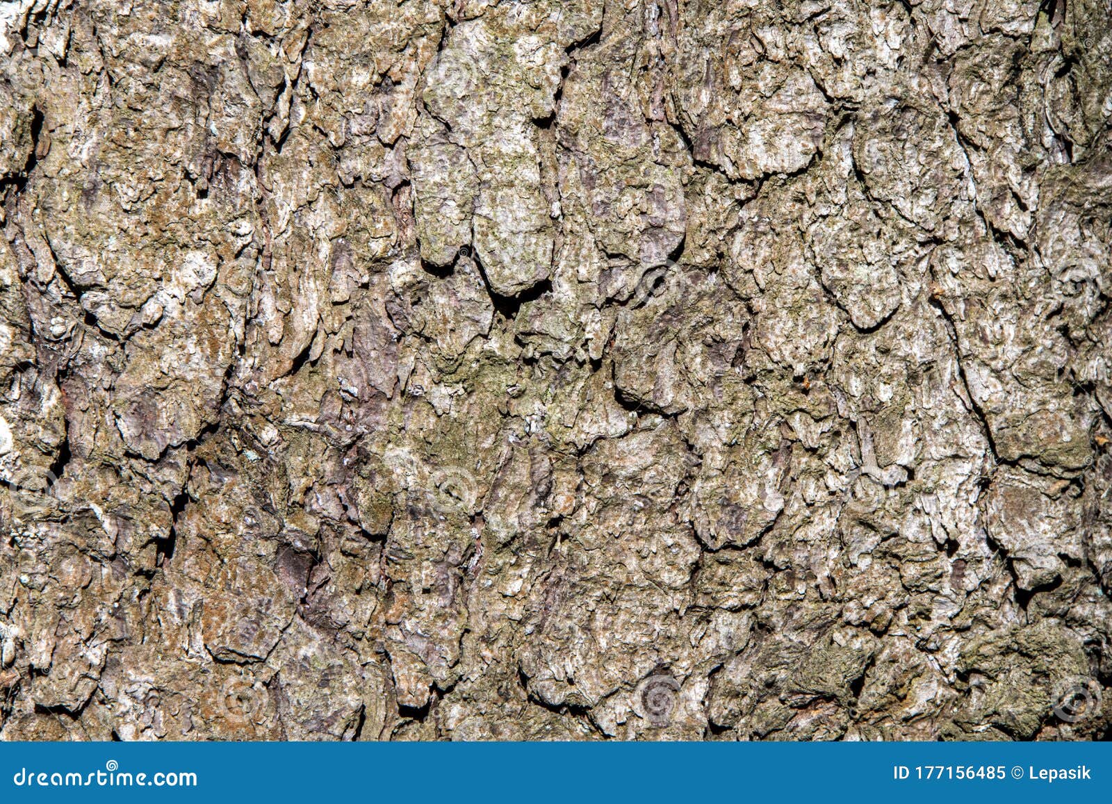 The Texture of the Bark of Pine, Spruce, Small Bark Textured Veins ...