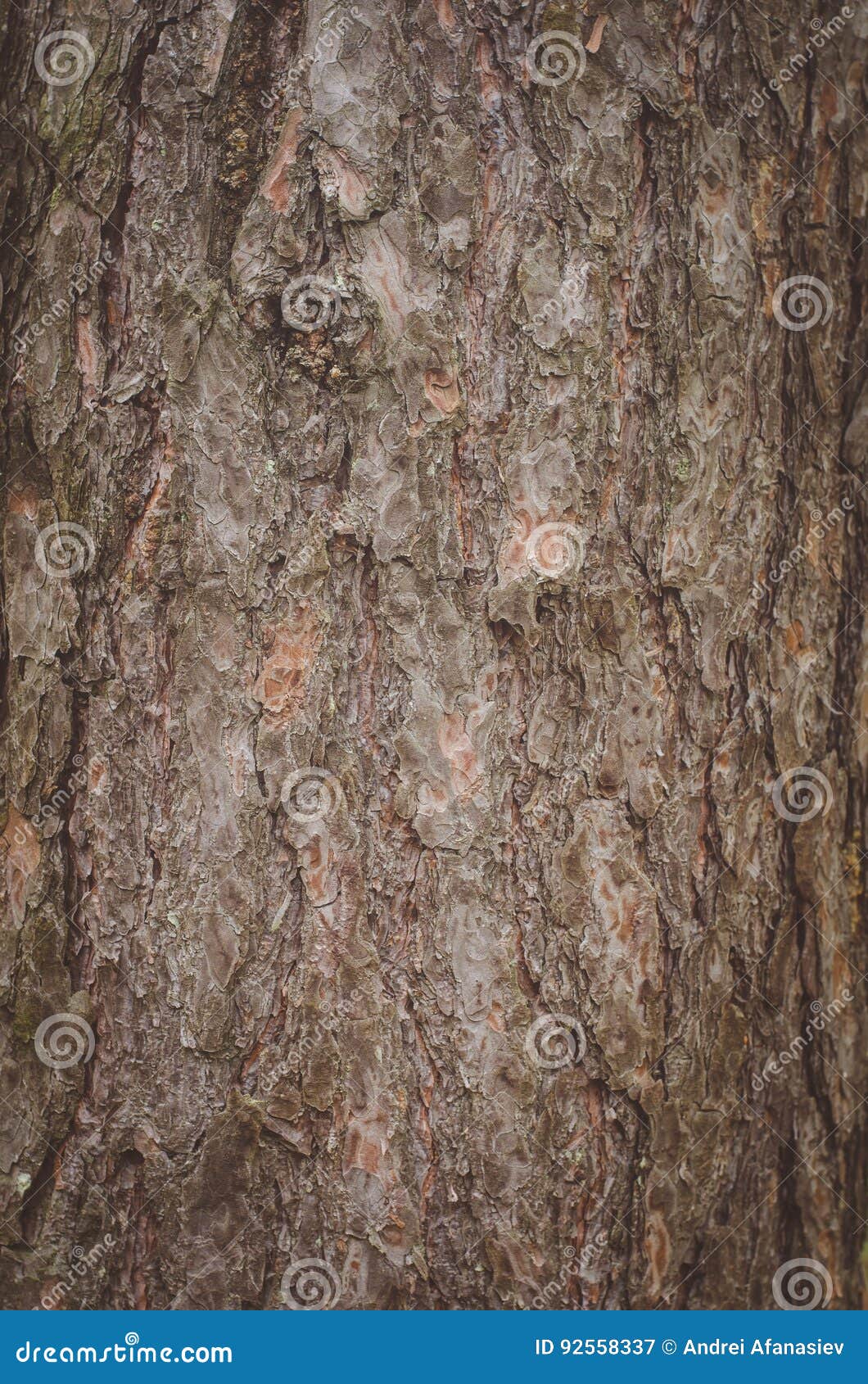 The Texture of the Bark of a Pine Tree Stock Image - Image of barn ...