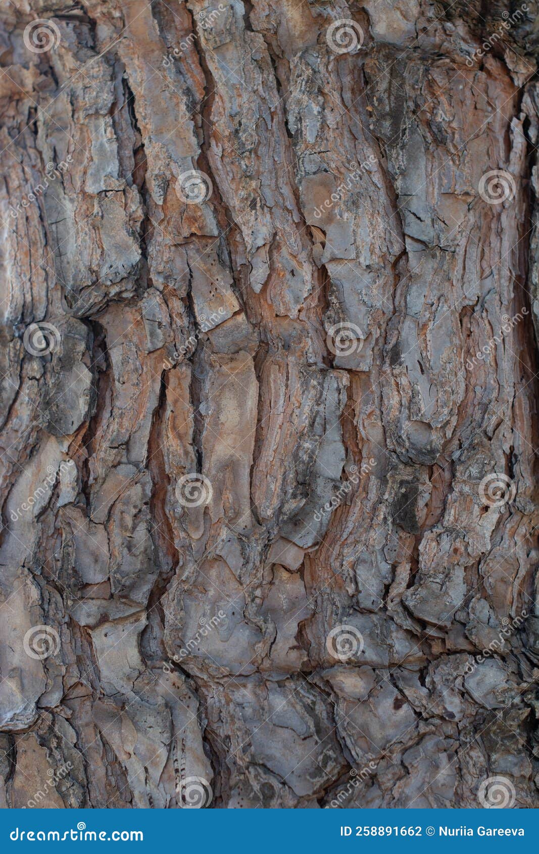 Texture Bark of Pine Tree. Background Stock Photo - Image of texture ...