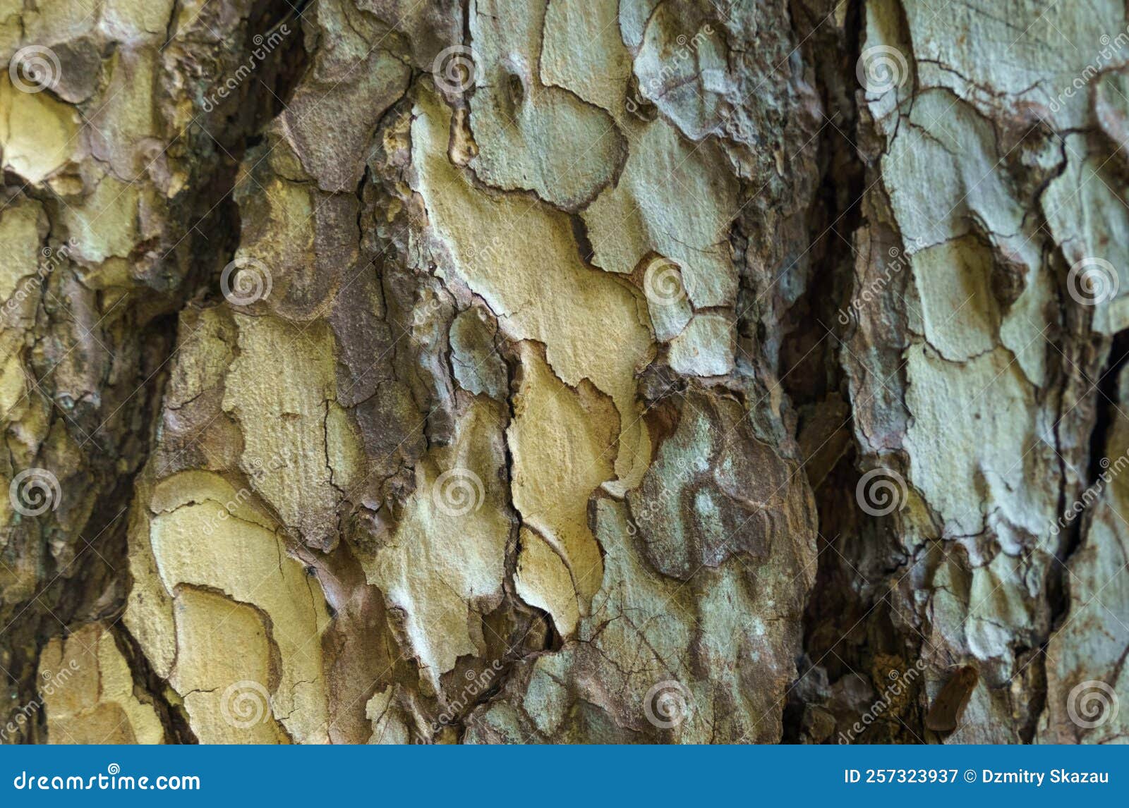 The Texture of the Bark of a Plane Tree Close-up. Stock Image - Image ...