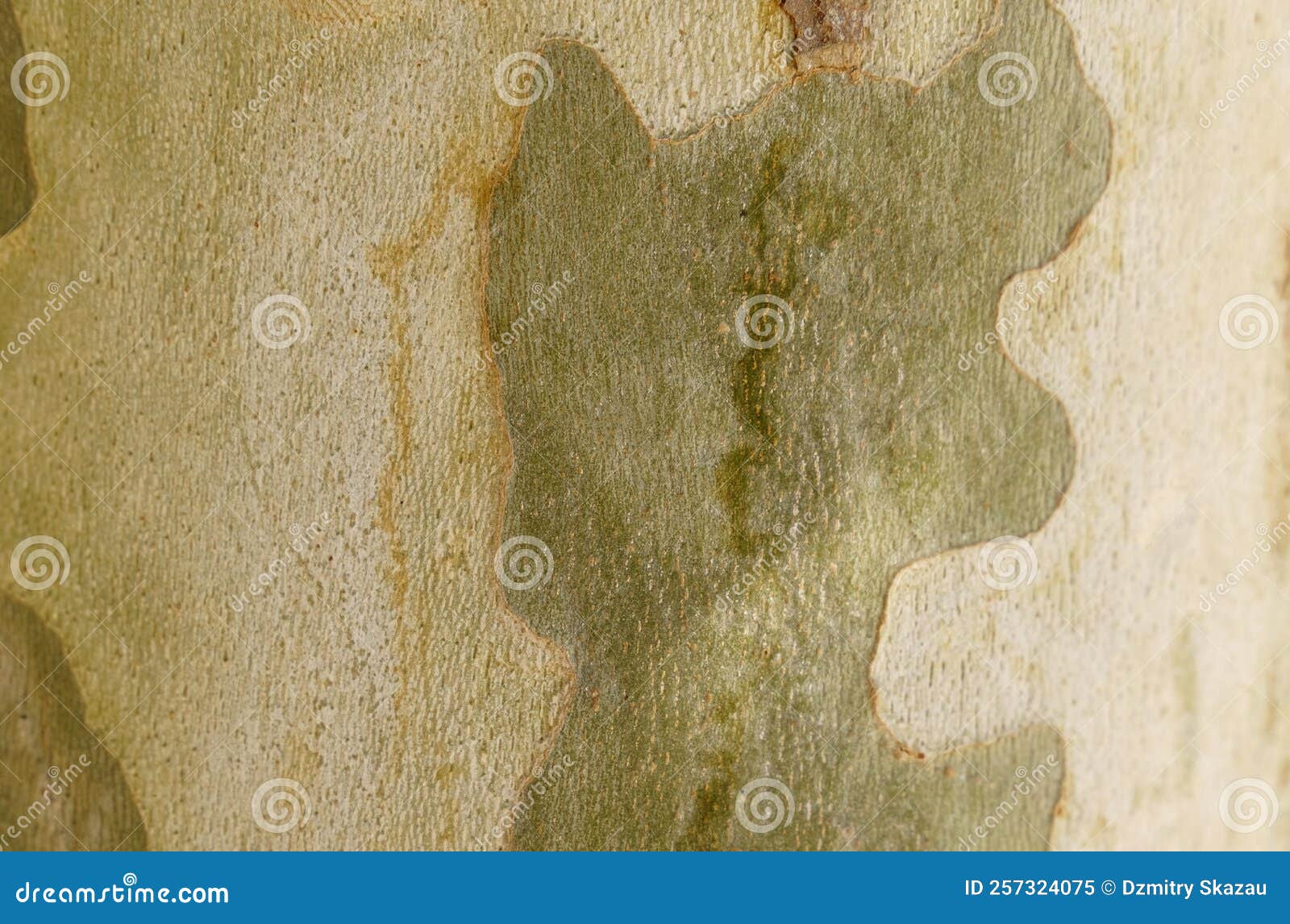 The Texture of the Bark of a Plane Tree Close-up. Stock Image - Image ...