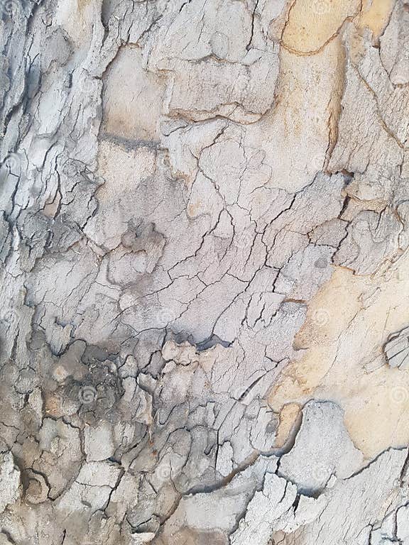 The Texture of the Bark of a Plane Tree Stock Photo - Image of grunge ...