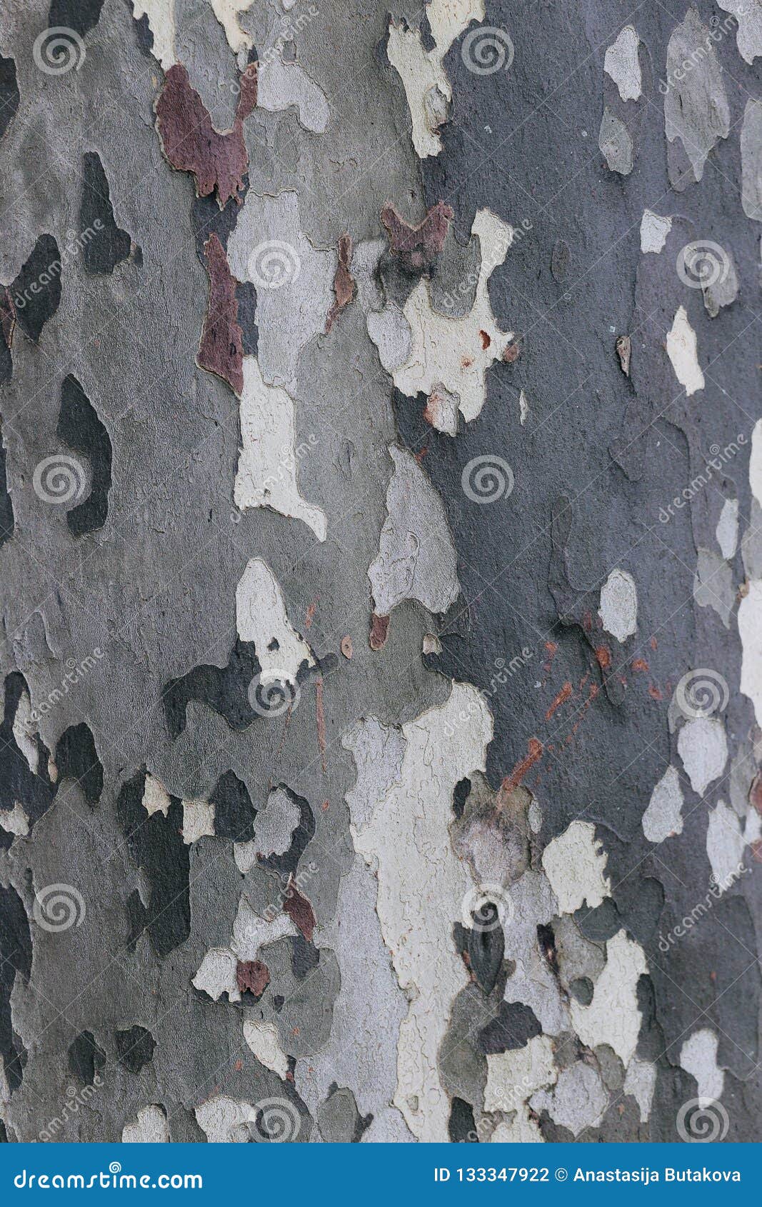 The Texture of the Bark of a Plane Tree Stock Photo - Image of outdoor ...