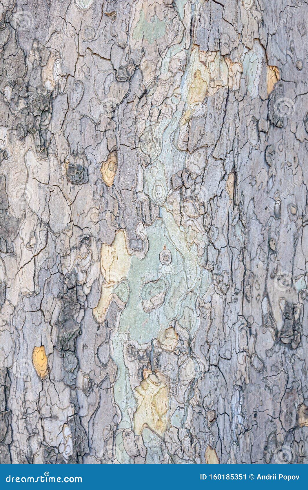 The Texture of the Bark of a Plane Tree Tree Stock Image - Image of ...
