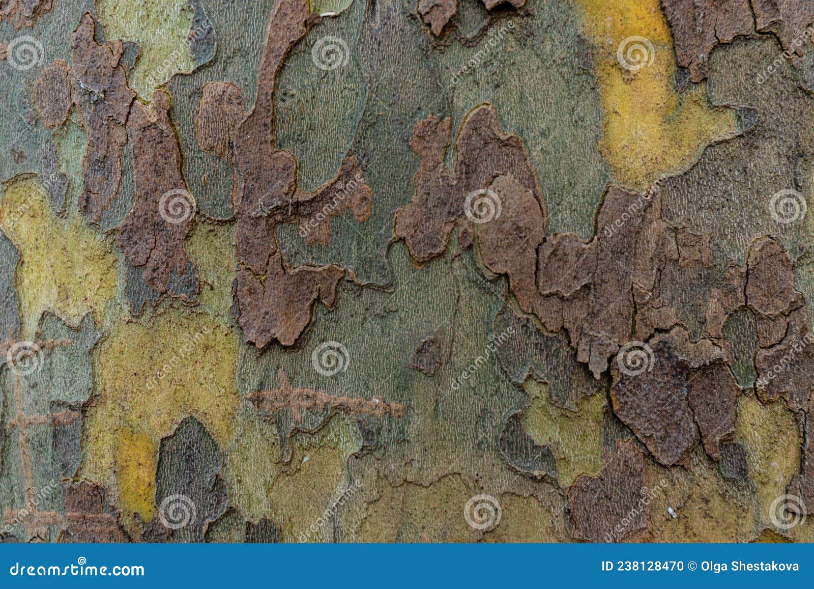 Texture of Platan Tree Bark. Background for Design Stock Photo - Image ...