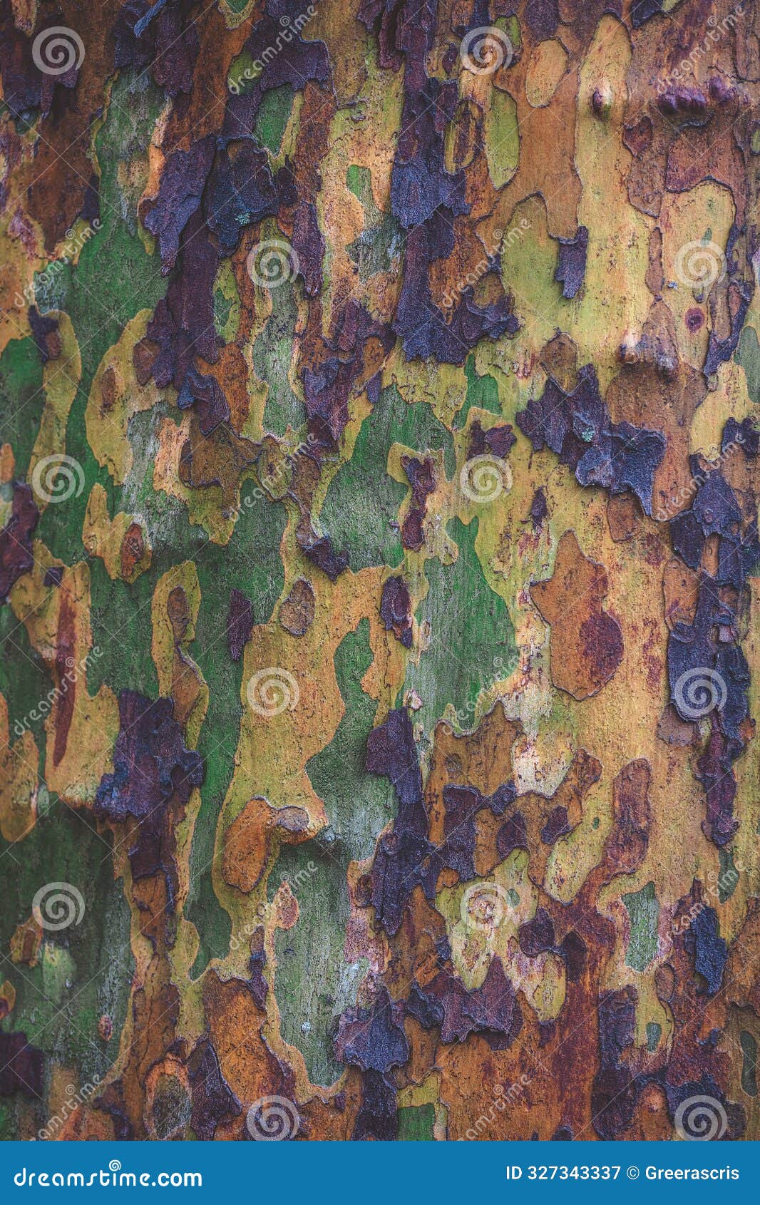 Platanus Tree Cross-section With Signs Of Decay Stock Image ...