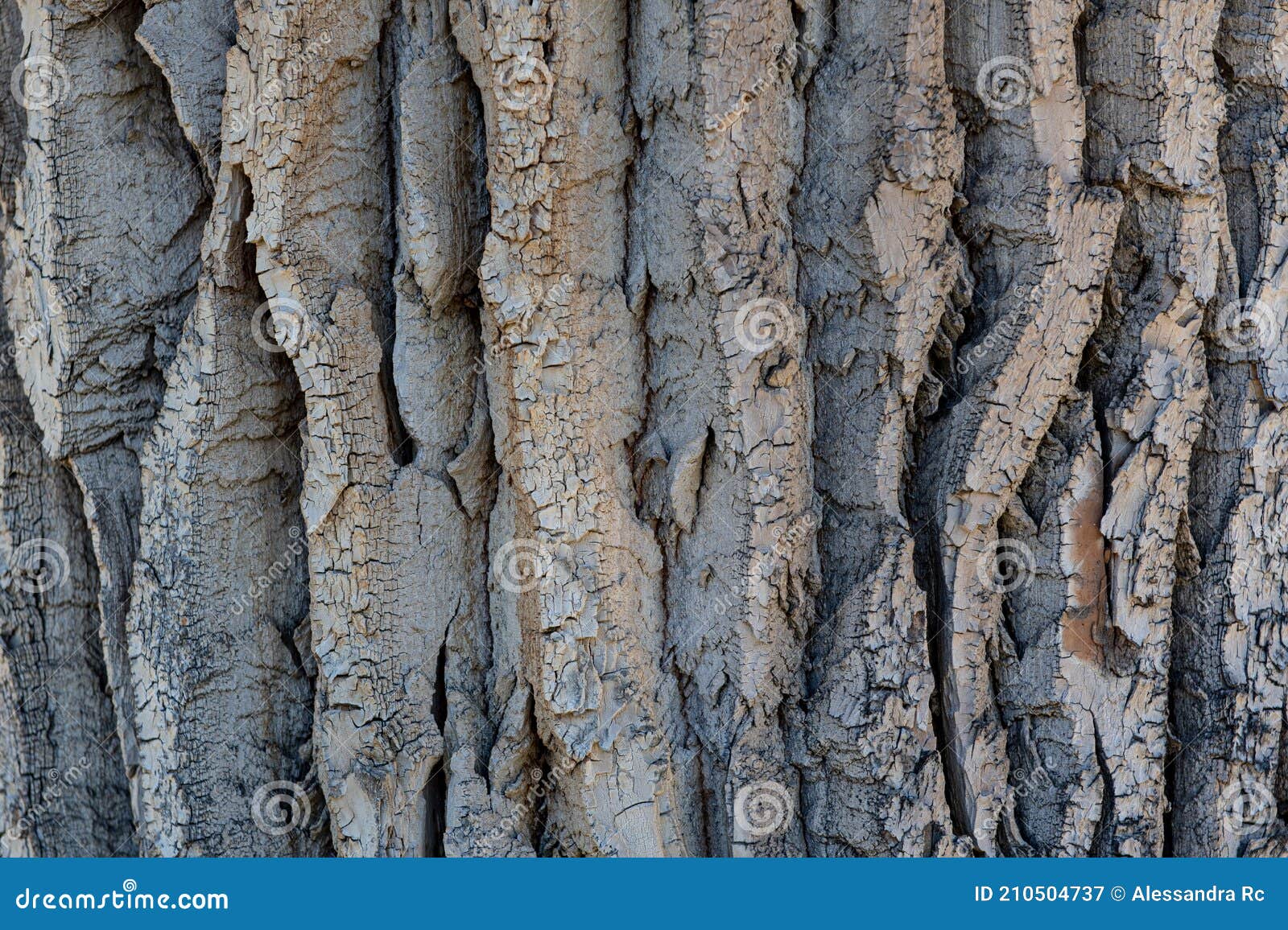 Bark of a Populus- tree stock image. Image of populus - 210504737