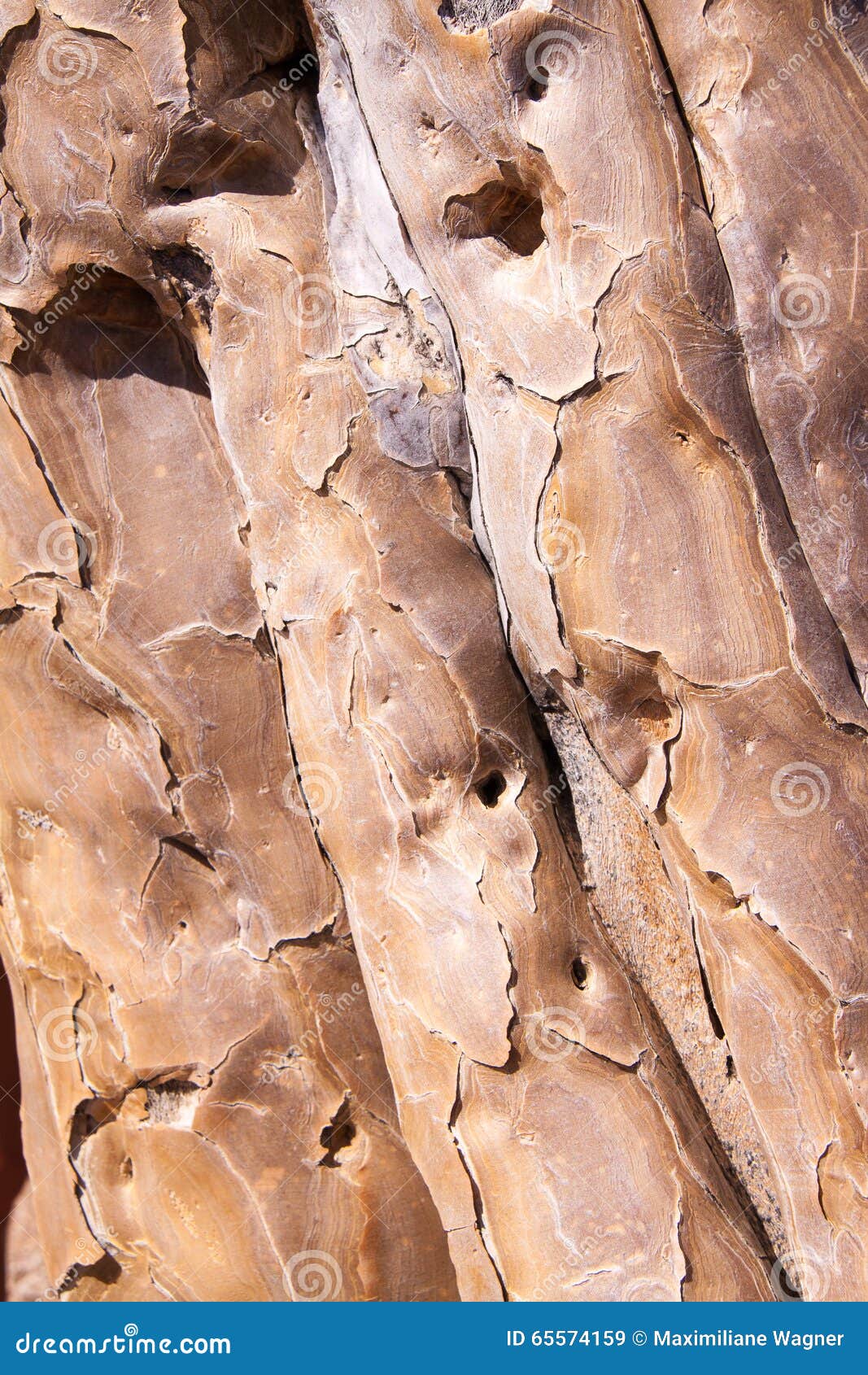 Texture of Bark of Quiver Tree Stock Image - Image of climate, park ...
