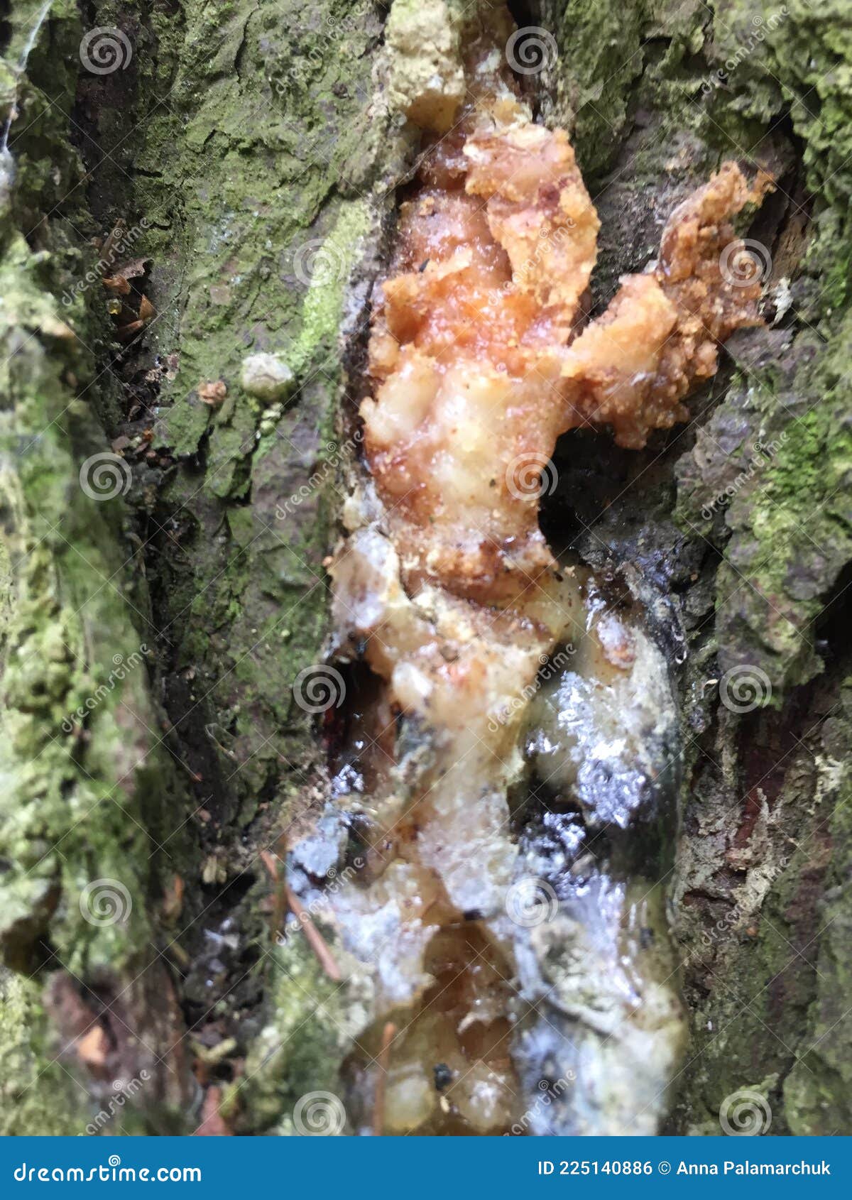 The Texture of the Bark with Resin of an Old Tree Stock Photo - Image ...