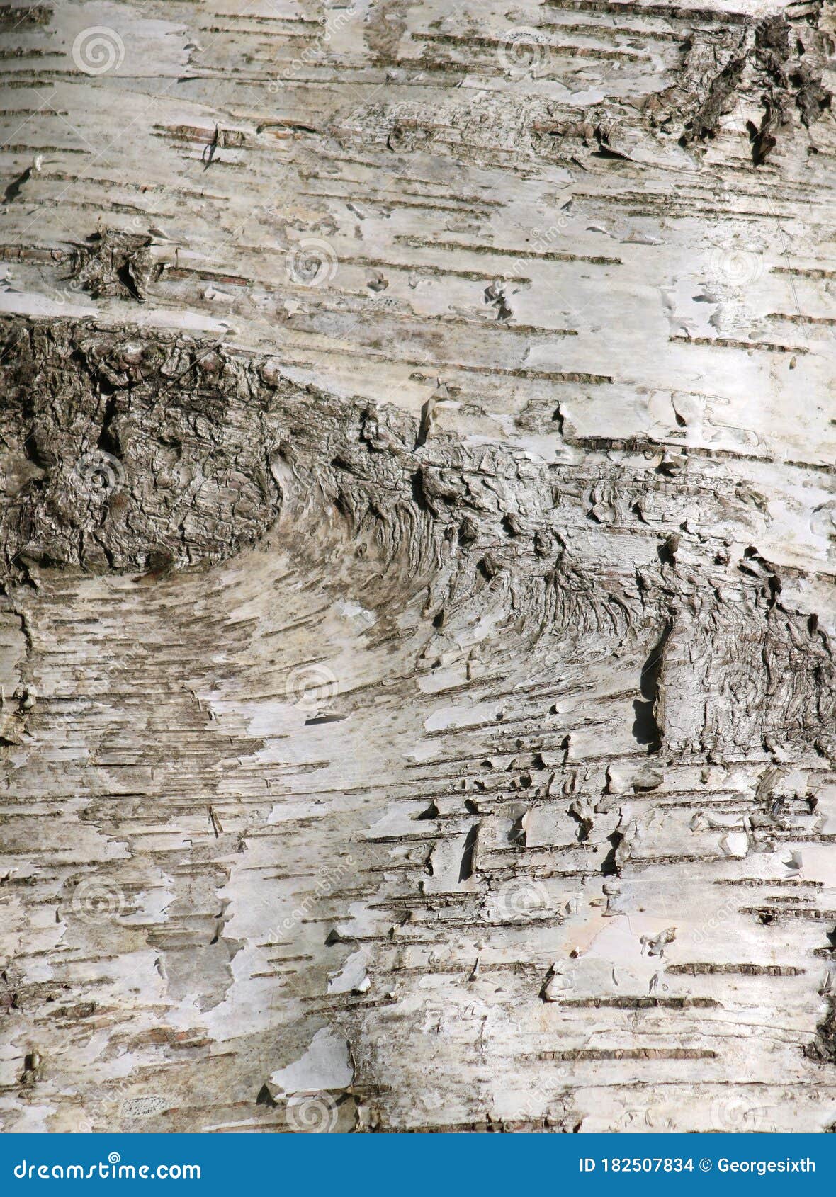Bark Of Silver Birch Betula Pendula Tree Royalty-Free Stock Photography ...