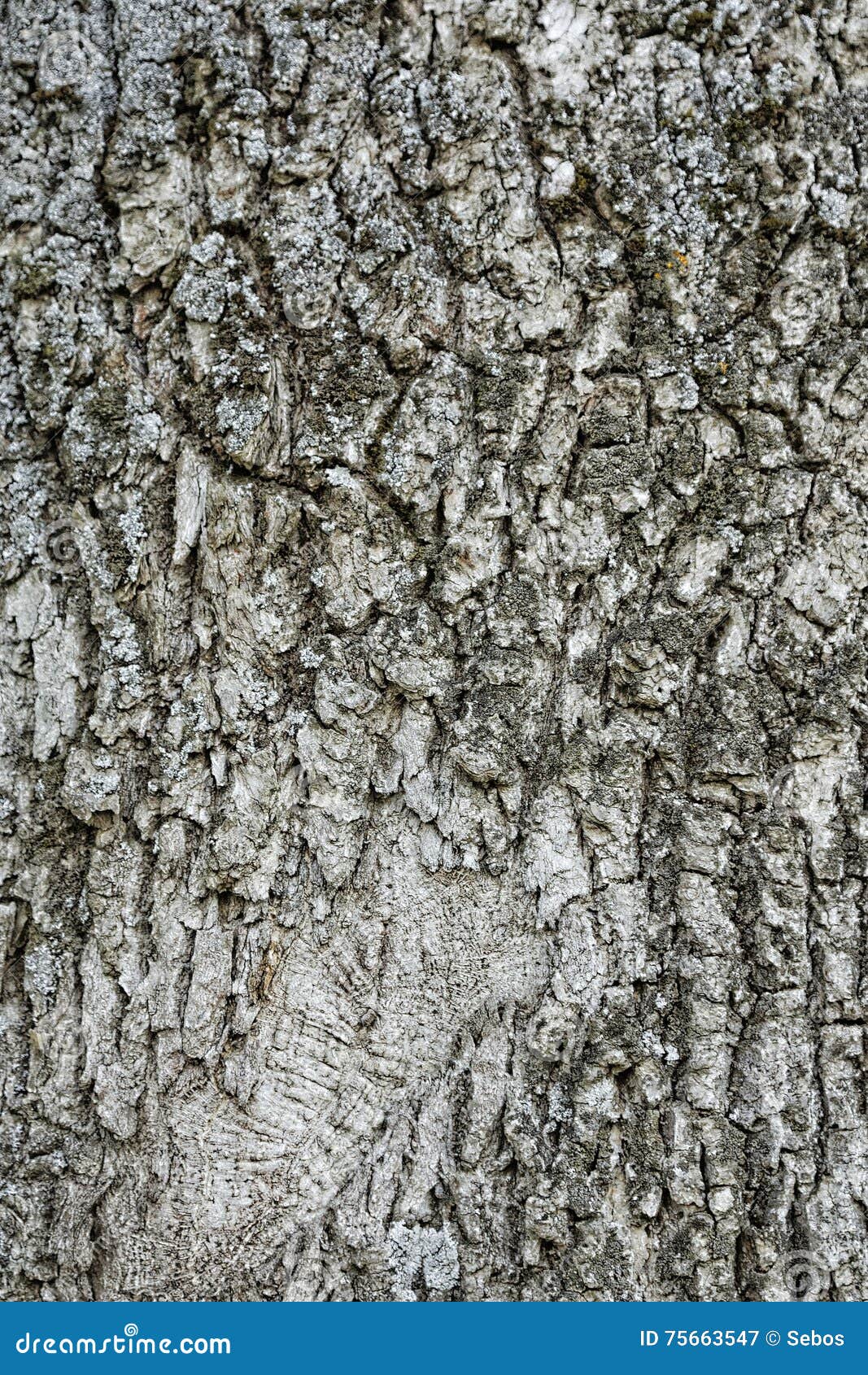 Texture of the Bark of Spruce. Background of a Tree Trunk. Stock Image ...