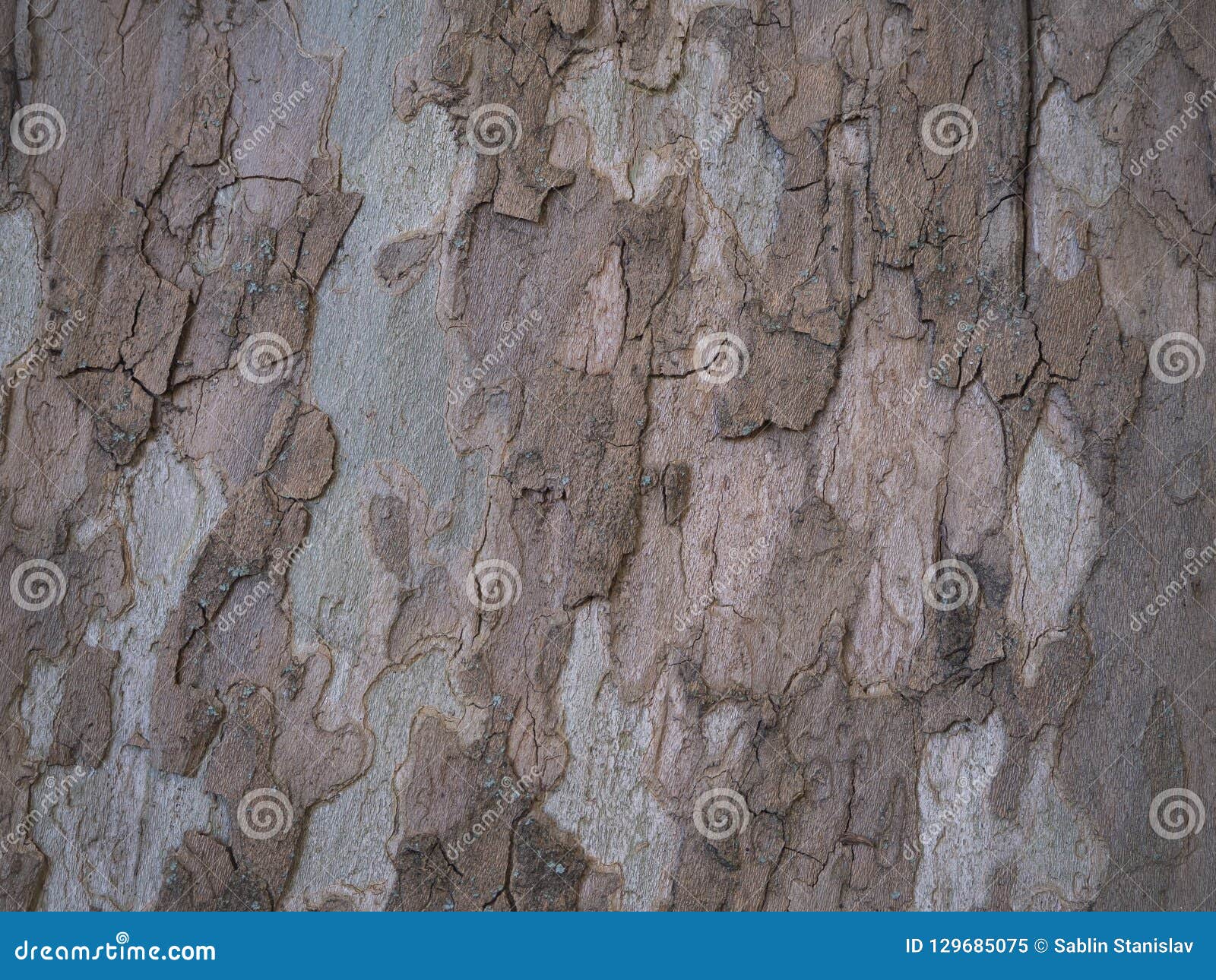The Texture of the Bark of the Sycamore Tree. Stock Image - Image of ...