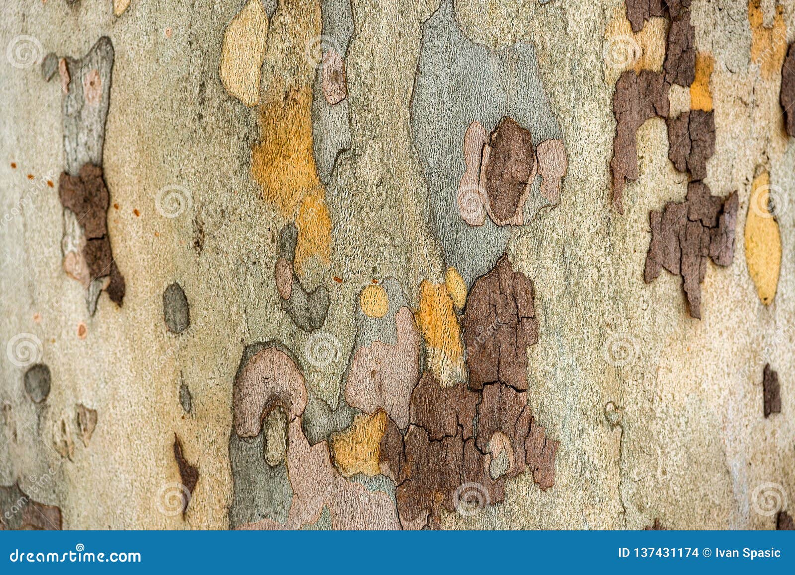 Sycamore Tree - Texture of the Bark Stock Photo - Image of bark ...