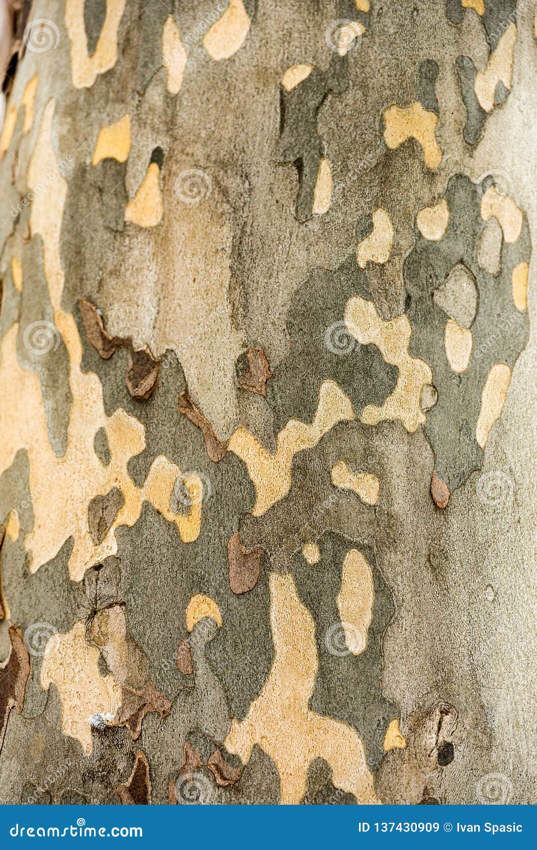 Sycamore Tree - Texture of the Bark Stock Image - Image of outdoors ...