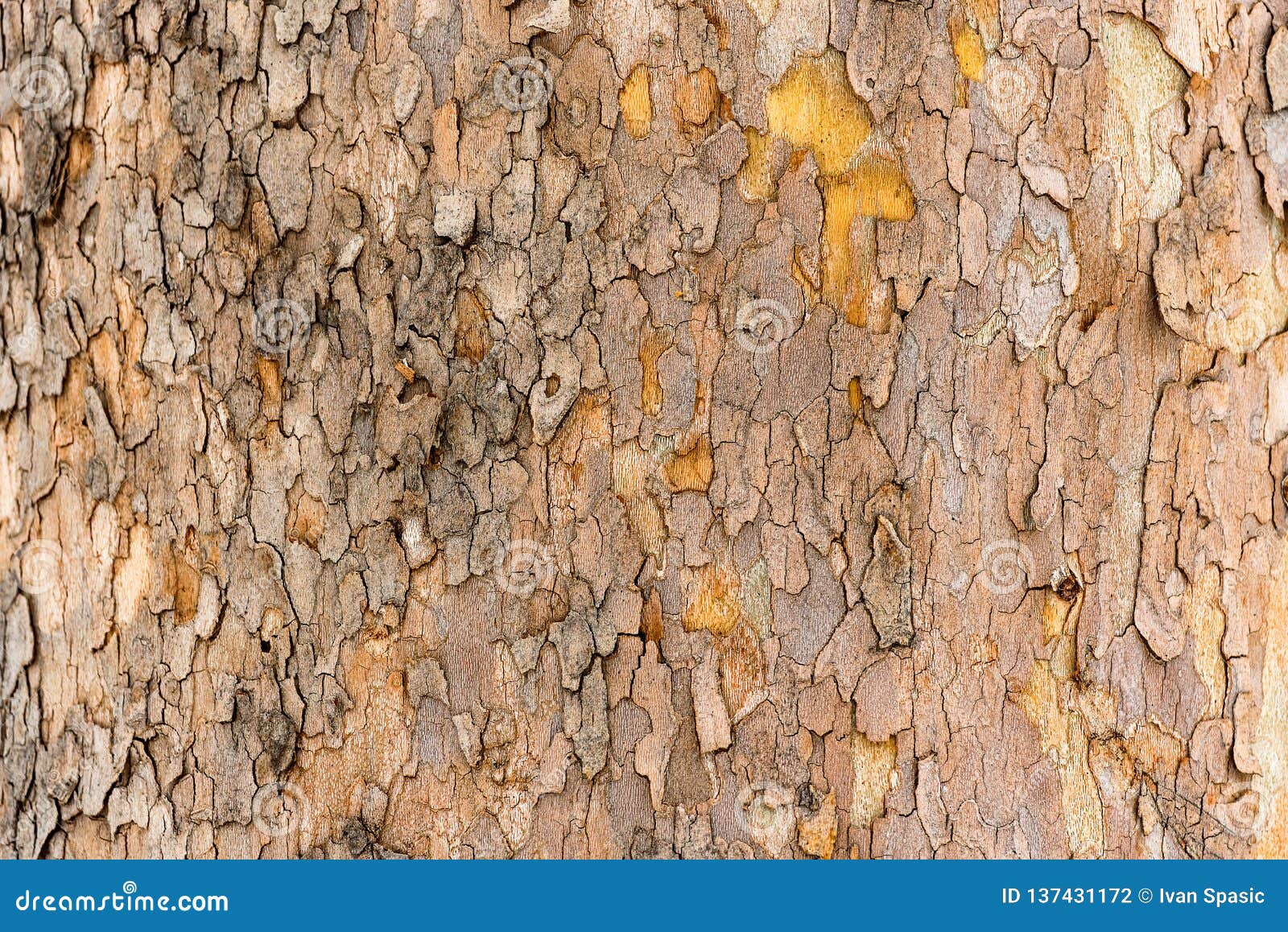 Sycamore Tree - Texture of the Bark Stock Photo - Image of close, bark ...